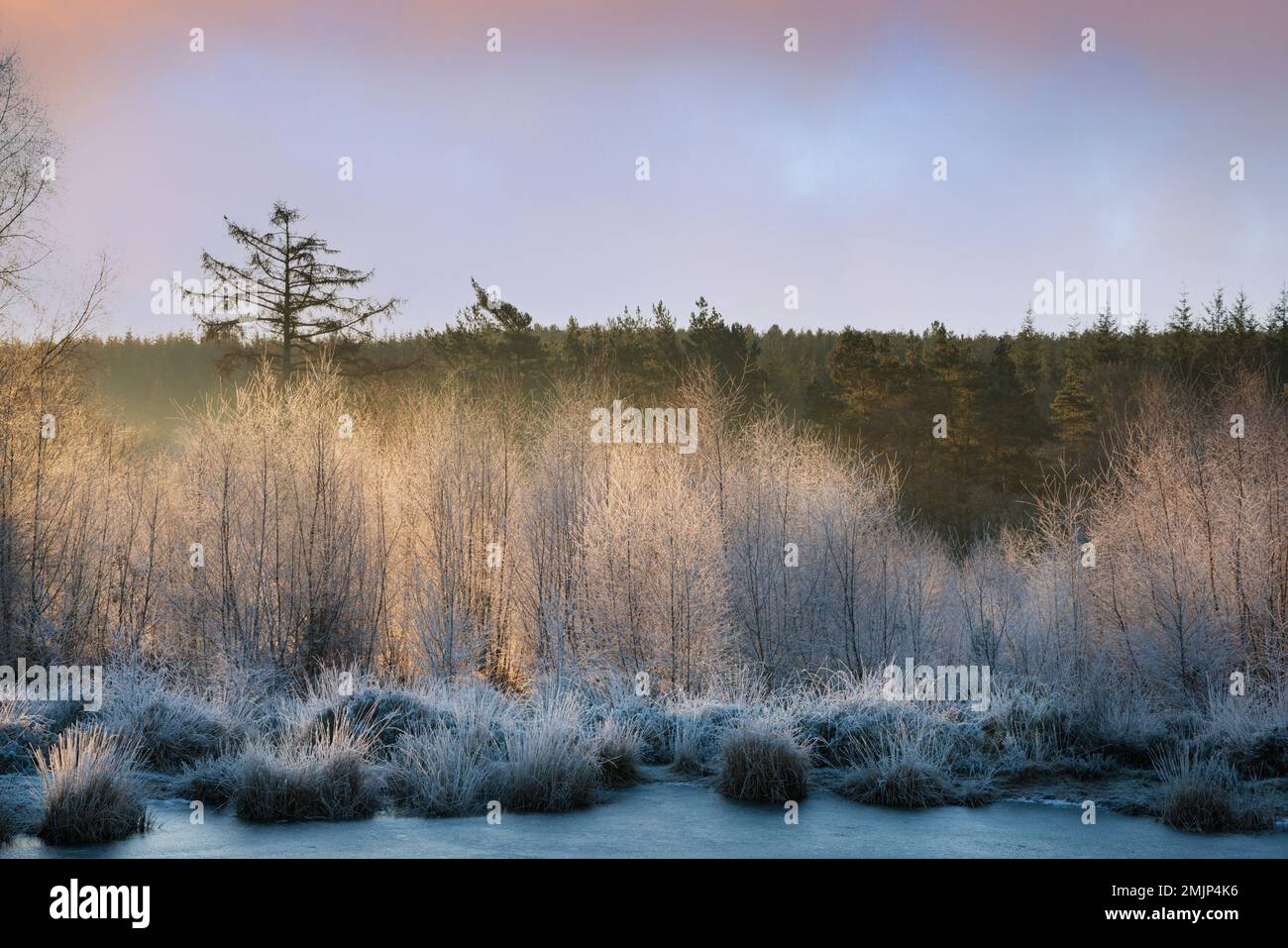 Cleddon Nature Reserve in the Wye Valley at Sunrise Stock Photo - Alamy