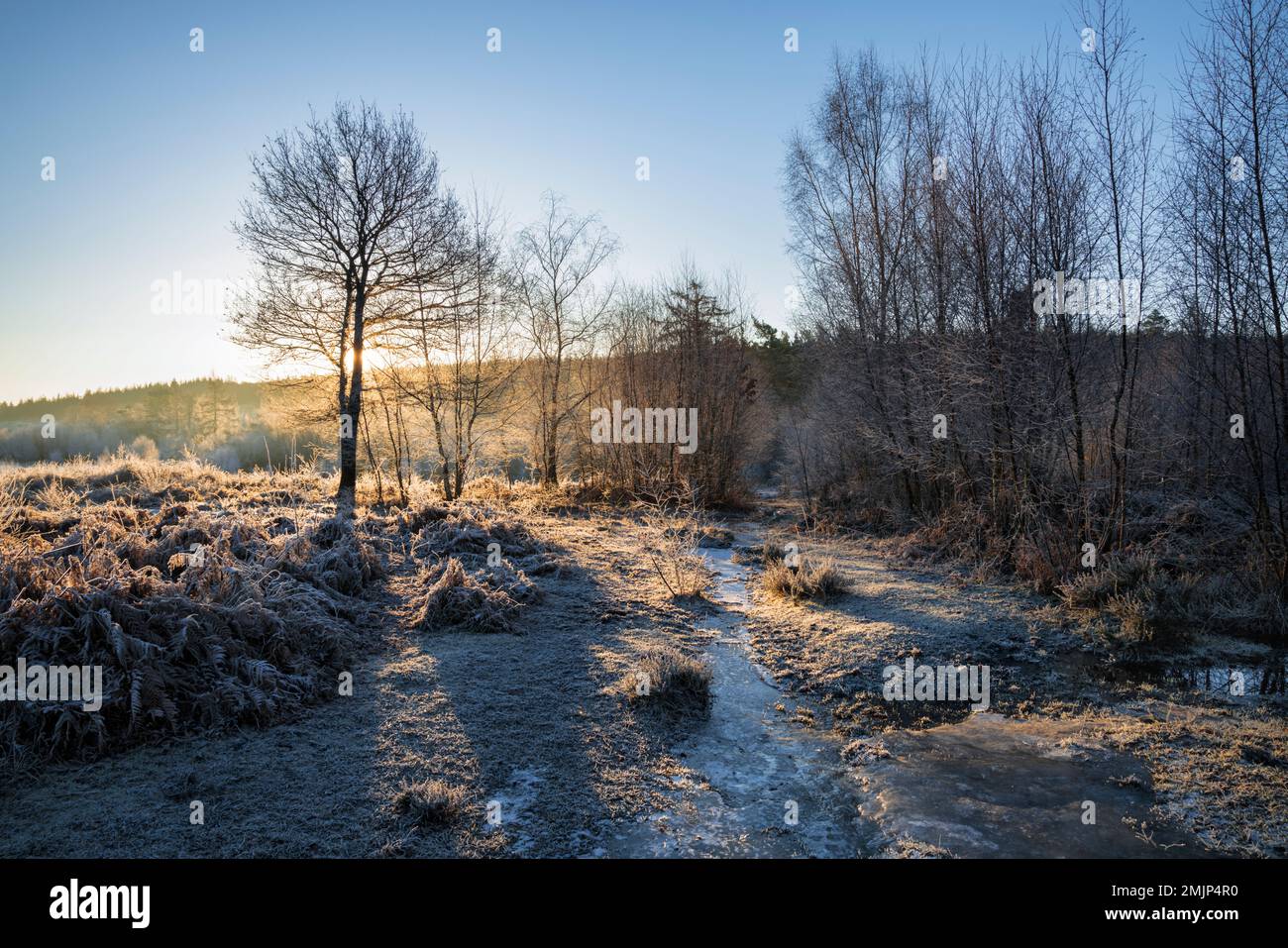 Sunrise at Cleddon Nature Reserve in the Wye Valley Stock Photo - Alamy