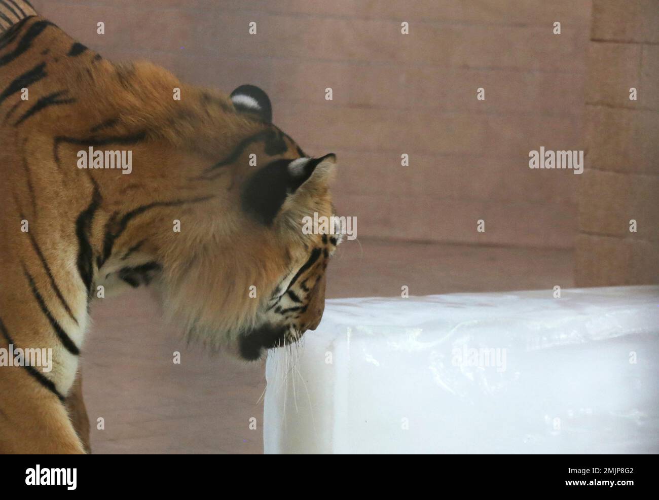 A tiger licks ice to quench his thirst in the afternoon when the ...