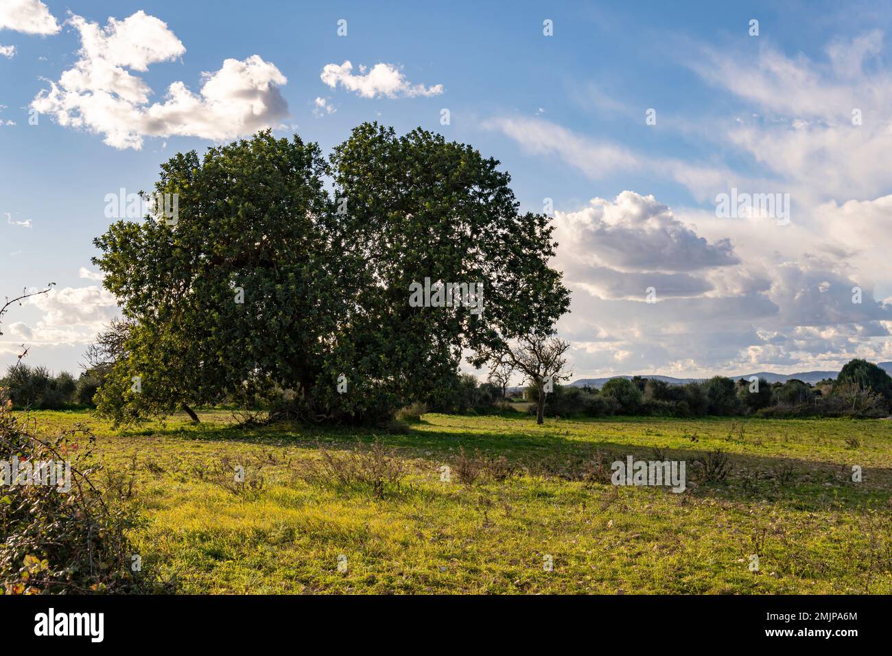 Flowers of the carob tree hi-res stock photography and images - Alamy