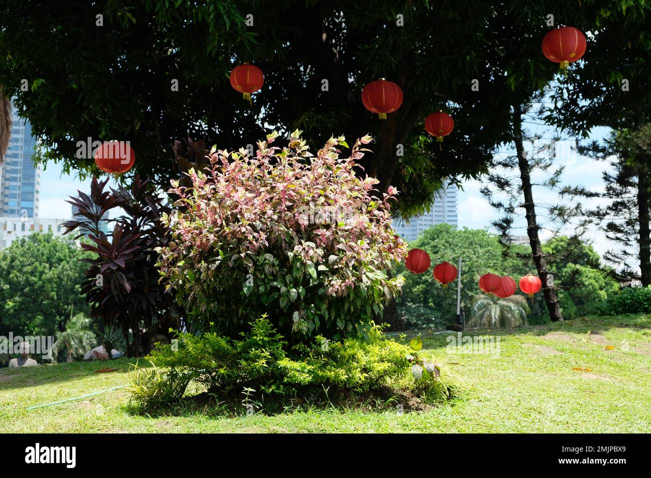 Chinese lantern tree hi-res stock photography and images - Alamy