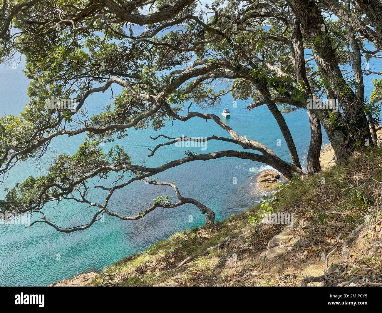 The view from cliff on turquoise color sea seeing through trees ...