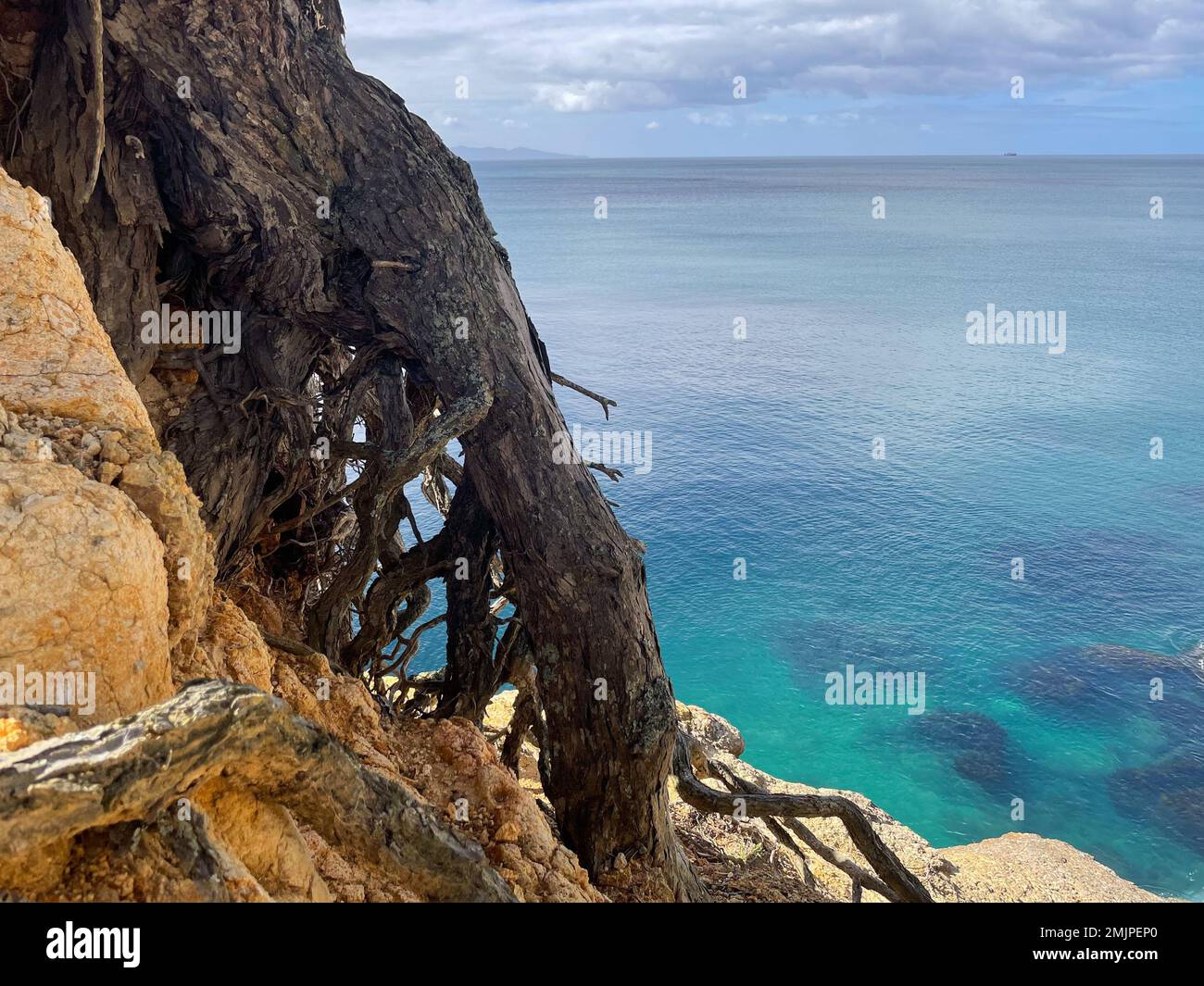 The view of massive tree roots on a rock and turquoise sea on ...