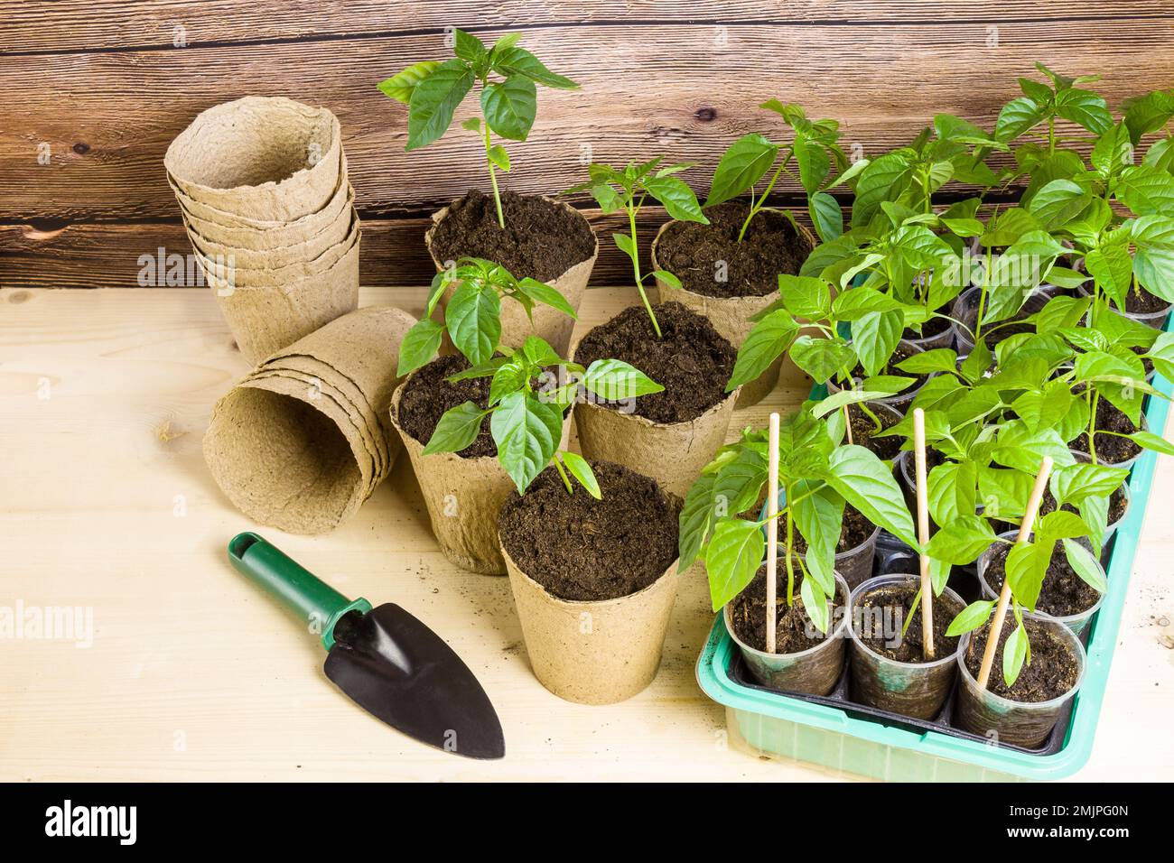 Potted peppers seedlings in peat pots and a plastic container ...