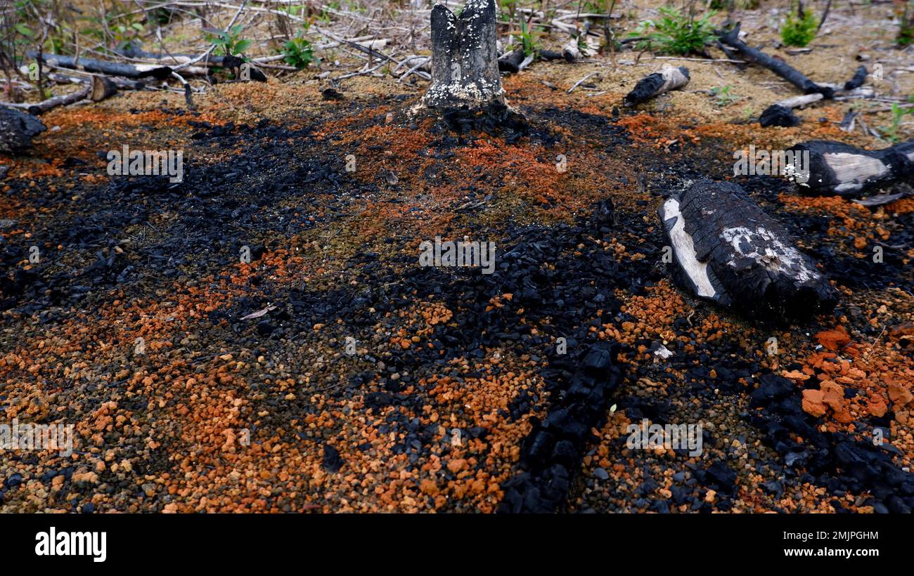 Scorched Trees Burned And Left Marks On The Ground Stock Photo - Alamy