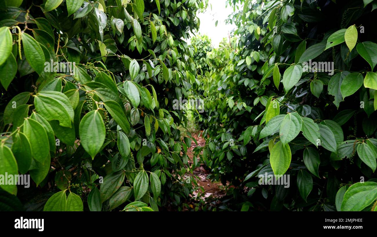 Dense Rows Of Pepper Trees, Green And Lush In The Garden Stock Photo ...