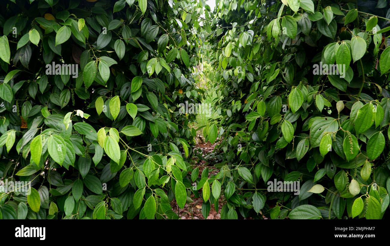 Thriving flora hi-res stock photography and images - Alamy