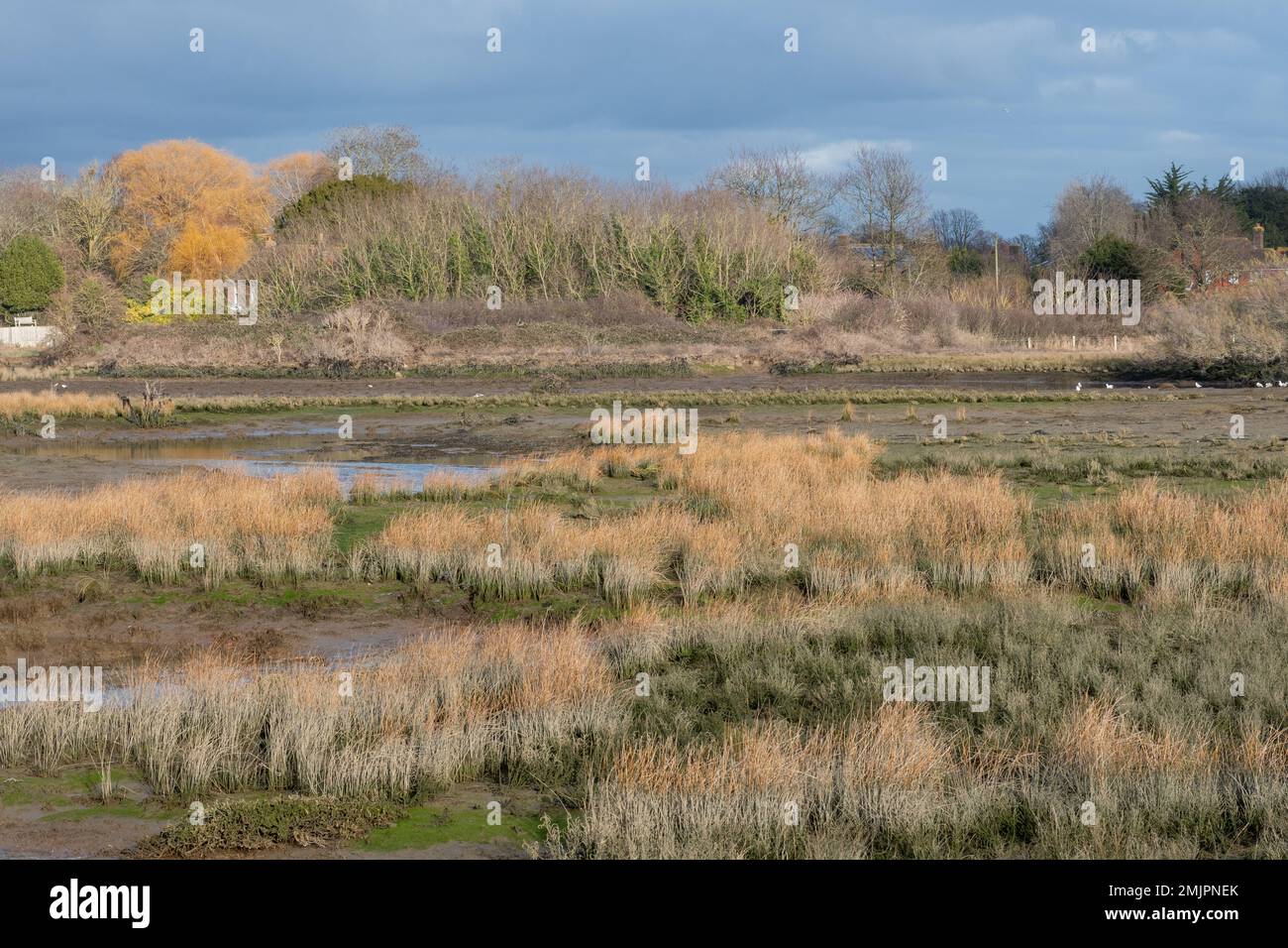 View over saltmarsh habitat at Southmoor Nature Reserve, part of ...