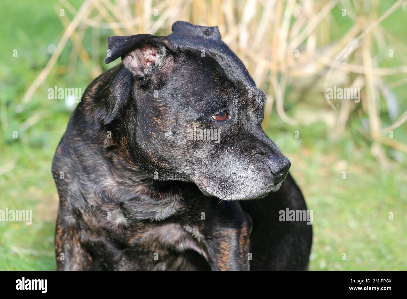 Old Staffordshire bull terrier dog. Grey round the face. Calm and ...