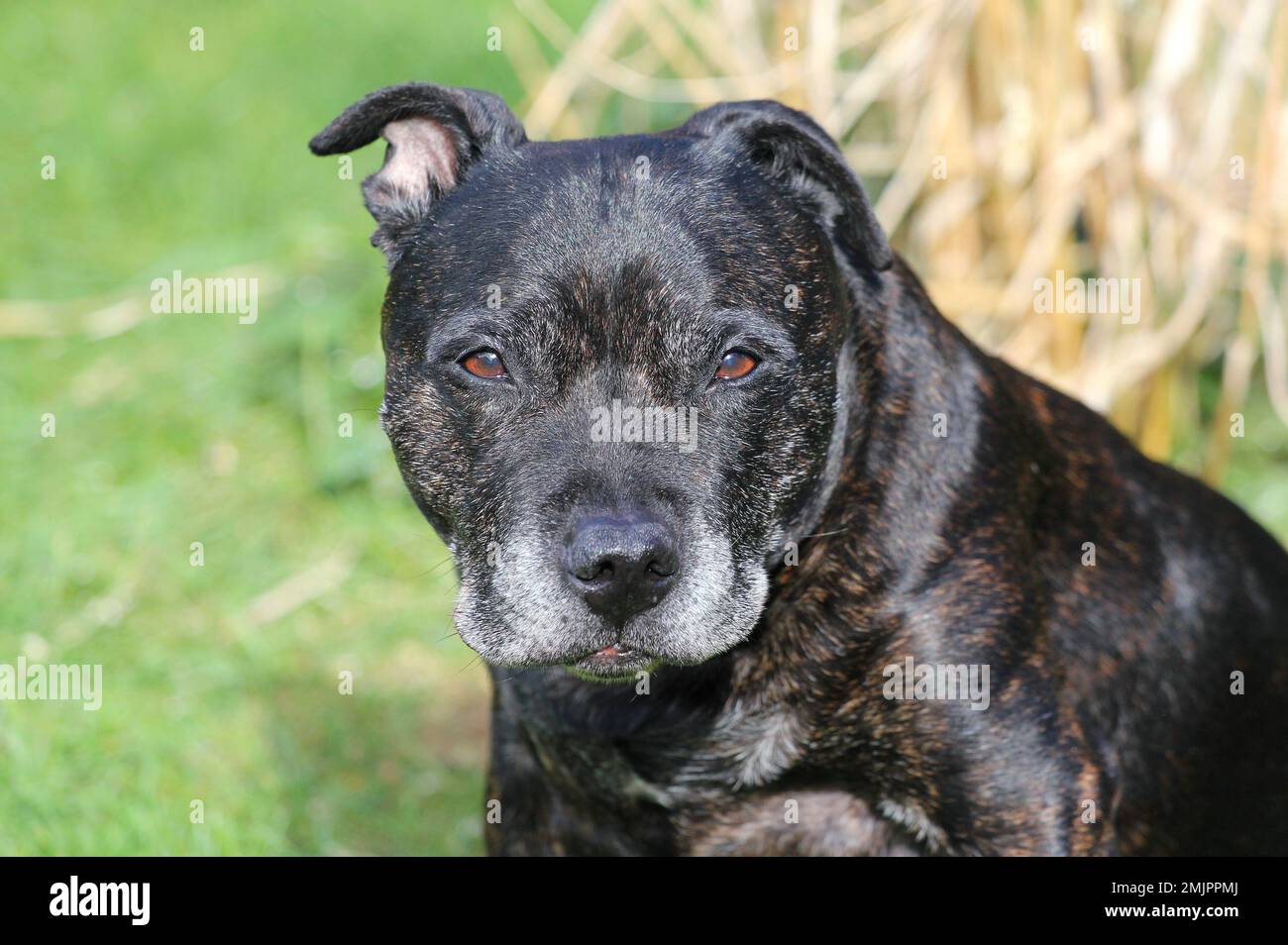 Old Staffordshire bull terrier dog. Grey round the face. Calm and ...