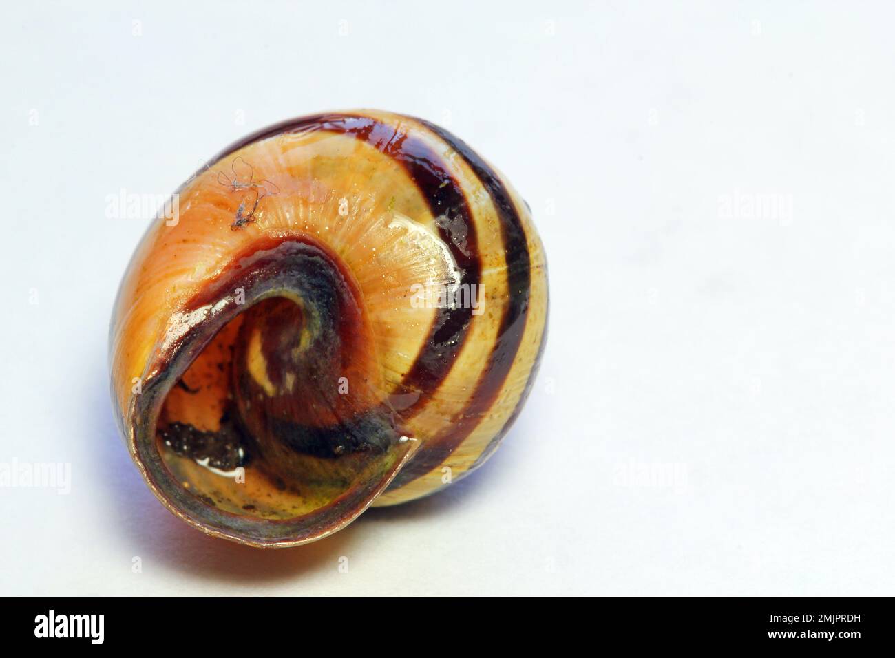 Empty snail shells on a white background Stock Photo - Alamy