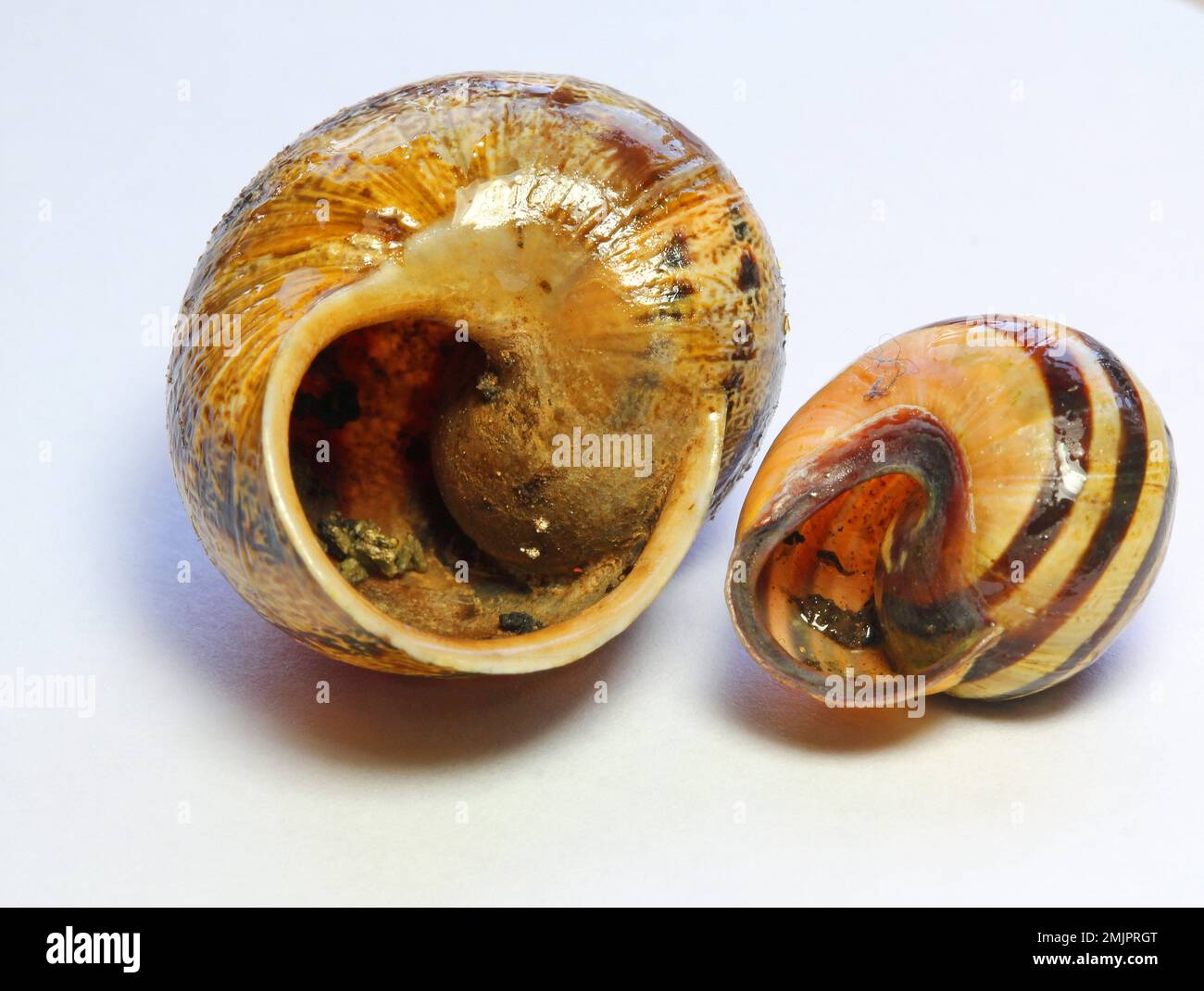 Empty snail shells on a white background Stock Photo - Alamy