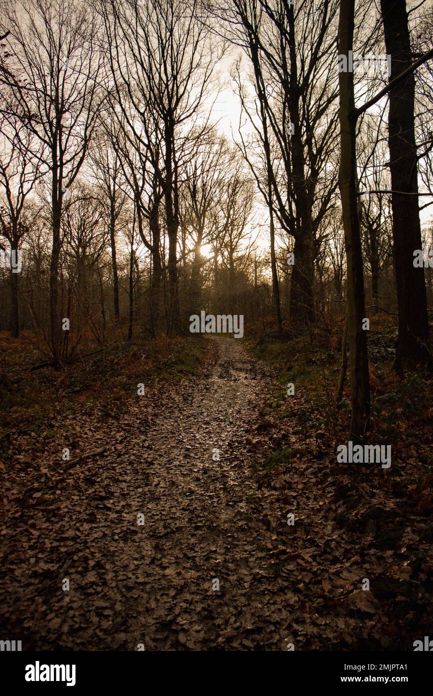 path in the woods in the morning in winter Stock Photo - Alamy