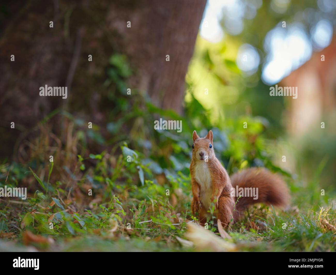Cute squirrel in a park in Munich, Germany summer travel to Europe ...