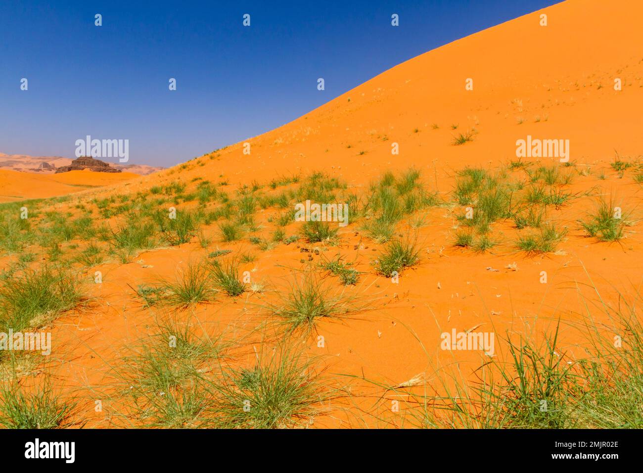 Spring on Shara desert. Green grass on dune. Tin Merzouga, Tadrart ...