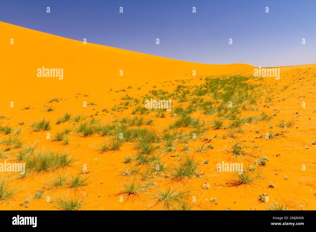 Spring on Shara desert. Green grass on dune. Tin Merzouga, Tadrart ...