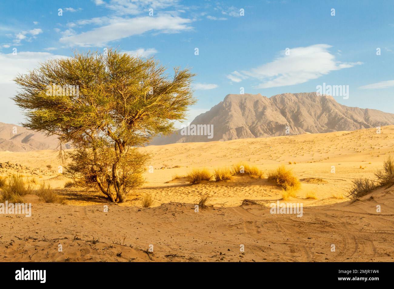 Green plant in the Sahara desert. Saharan Cypress or Tarout (Cupressus ...
