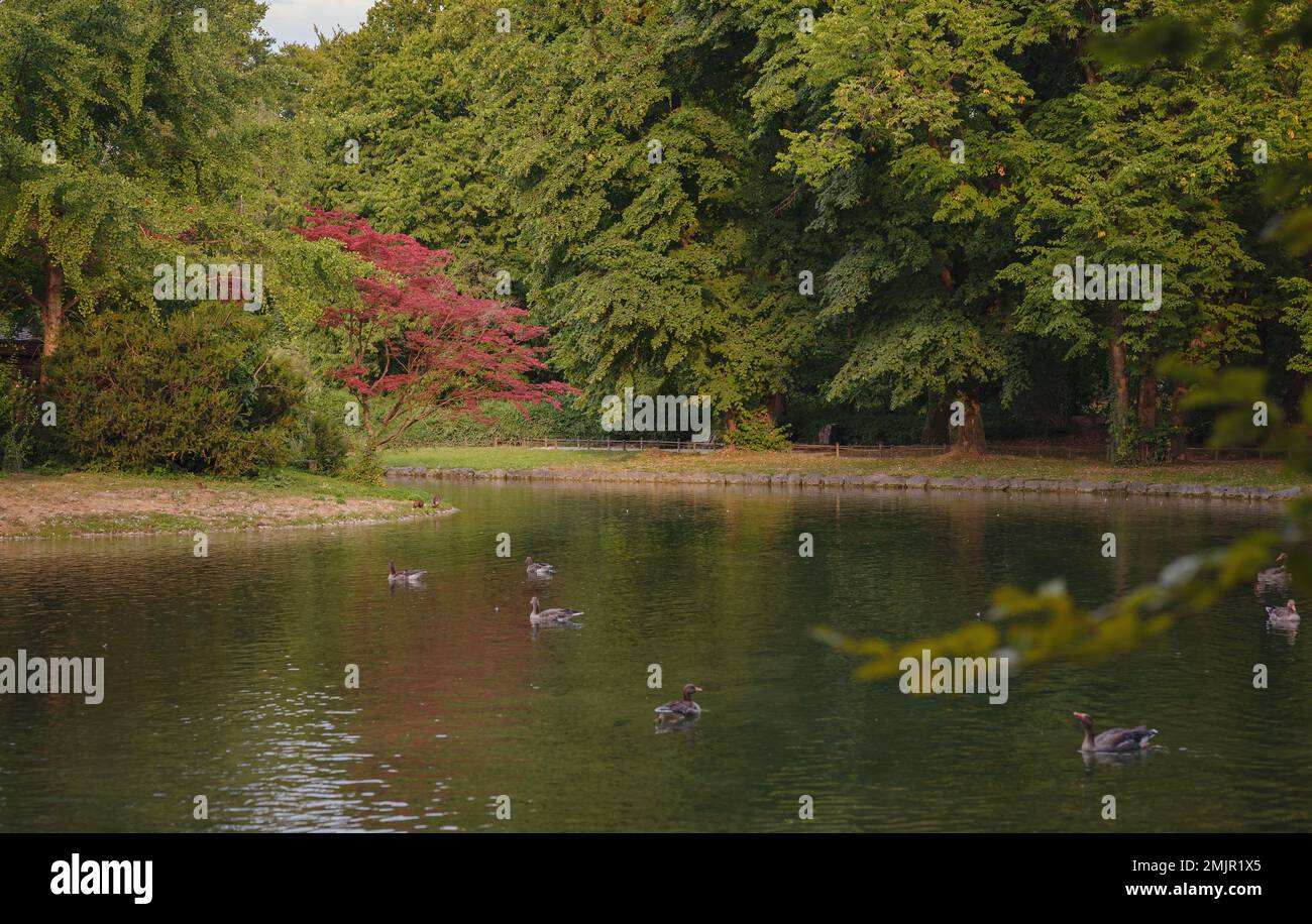 cute ducks on the pond in the Englischer Garten park, Munich, Germany ...