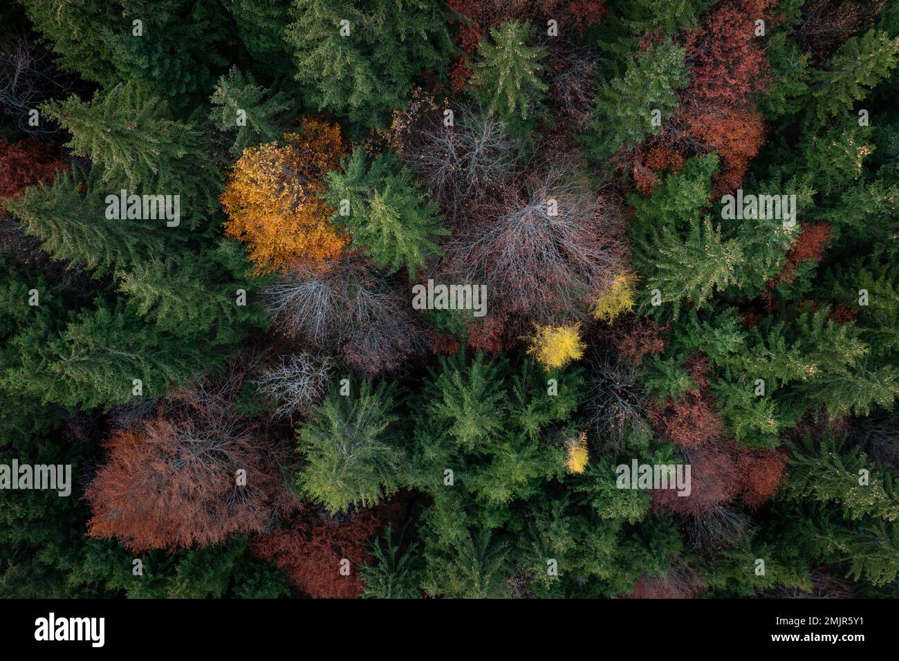 Colorful conifers hi-res stock photography and images - Alamy