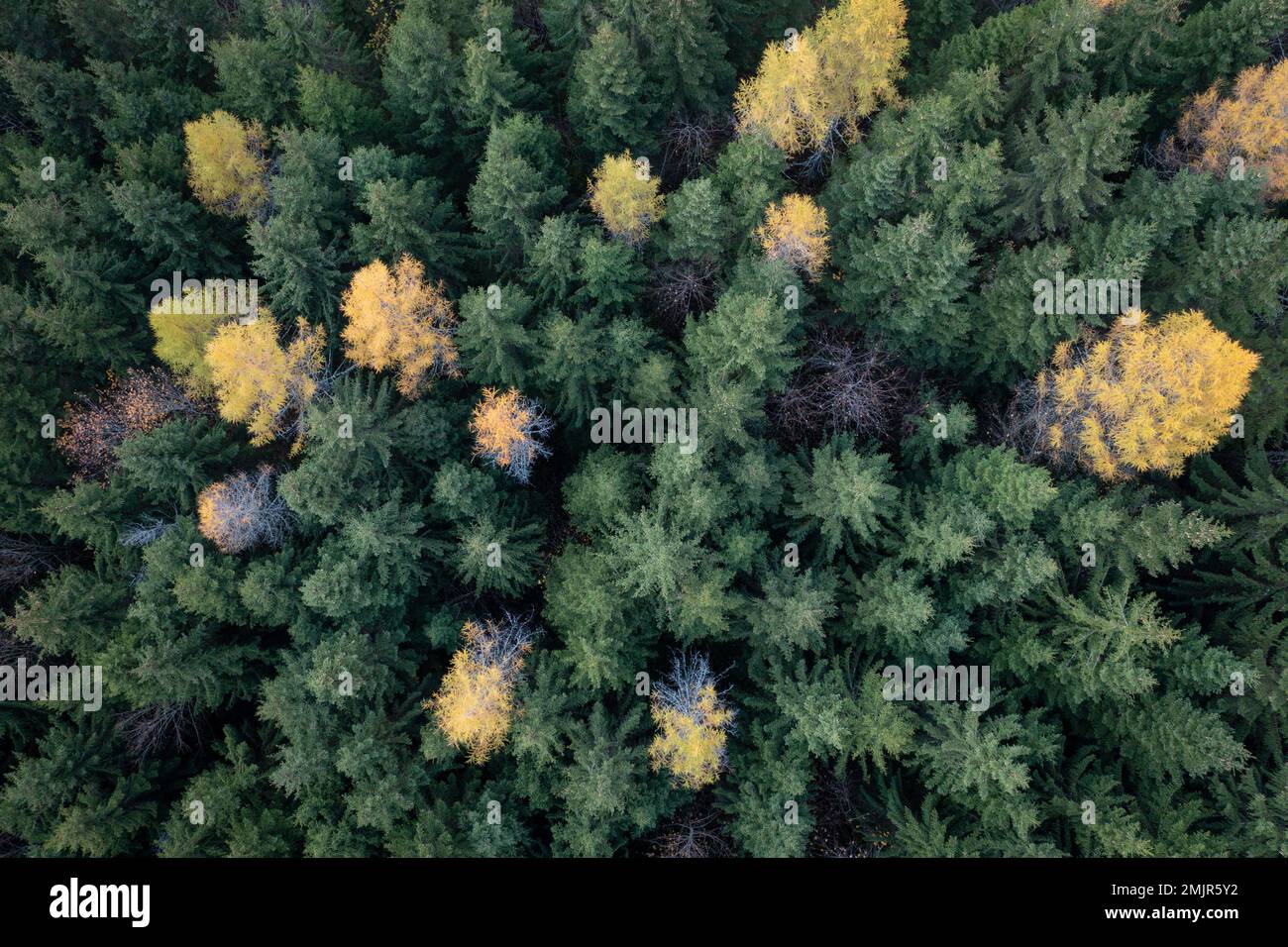 colorful conifers in autumn photographed from above Stock Photo - Alamy