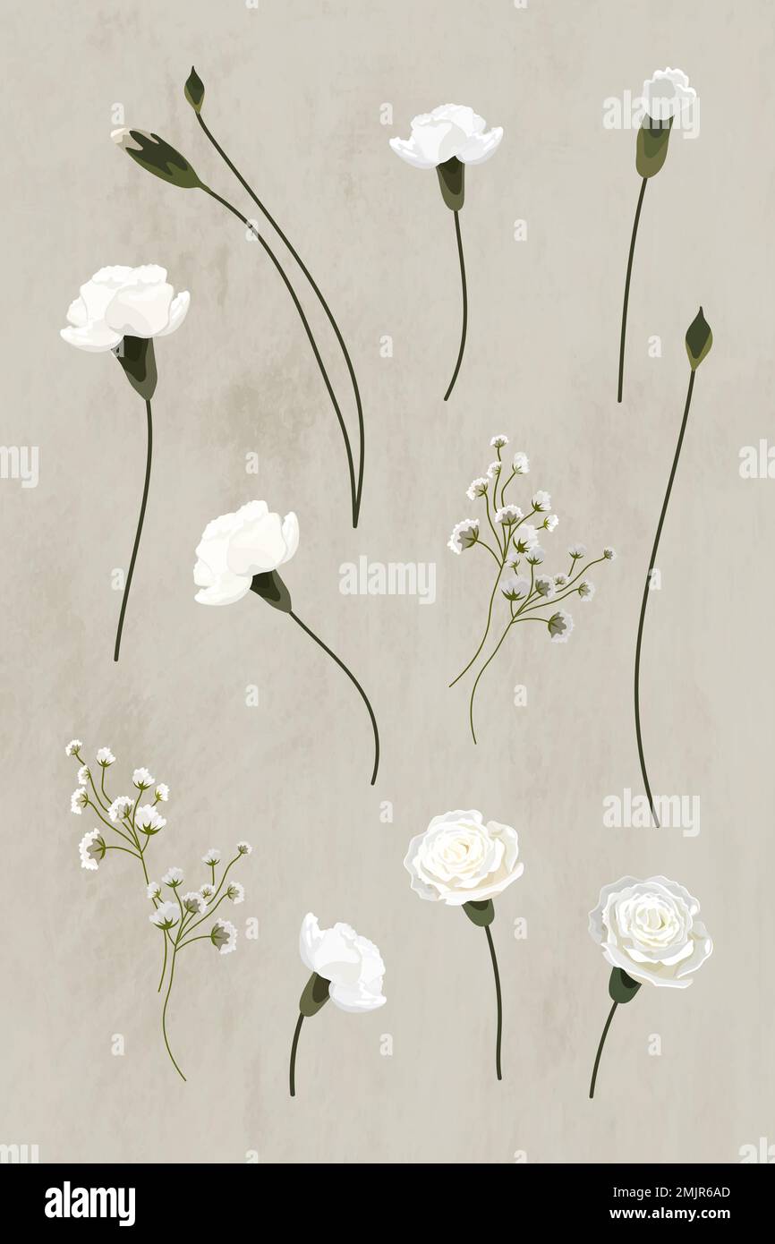 Blooming white carnation design element collection vector Stock Vector ...