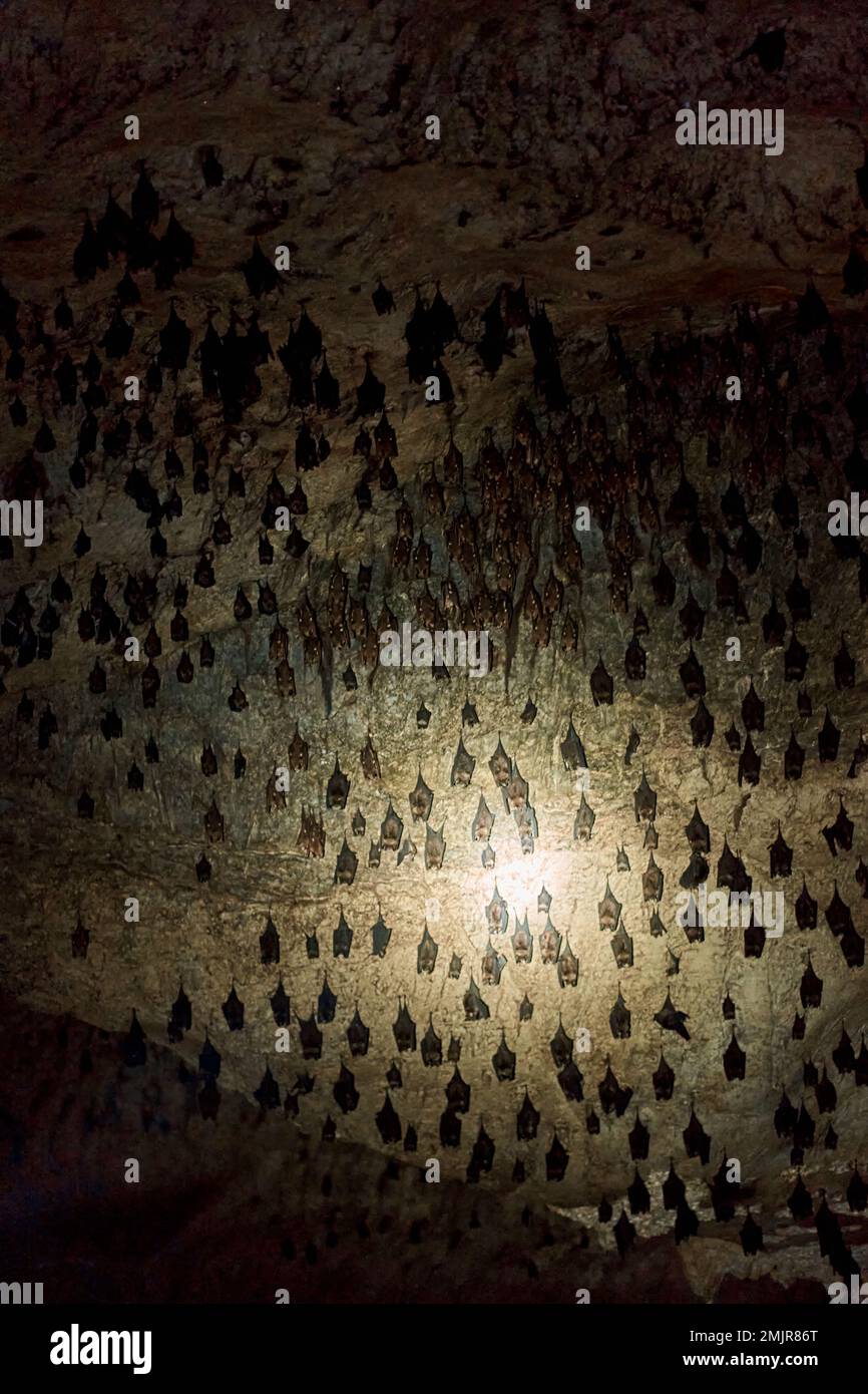 A flock of bats sleep on the ceiling in a cave. With a flashlight in ...