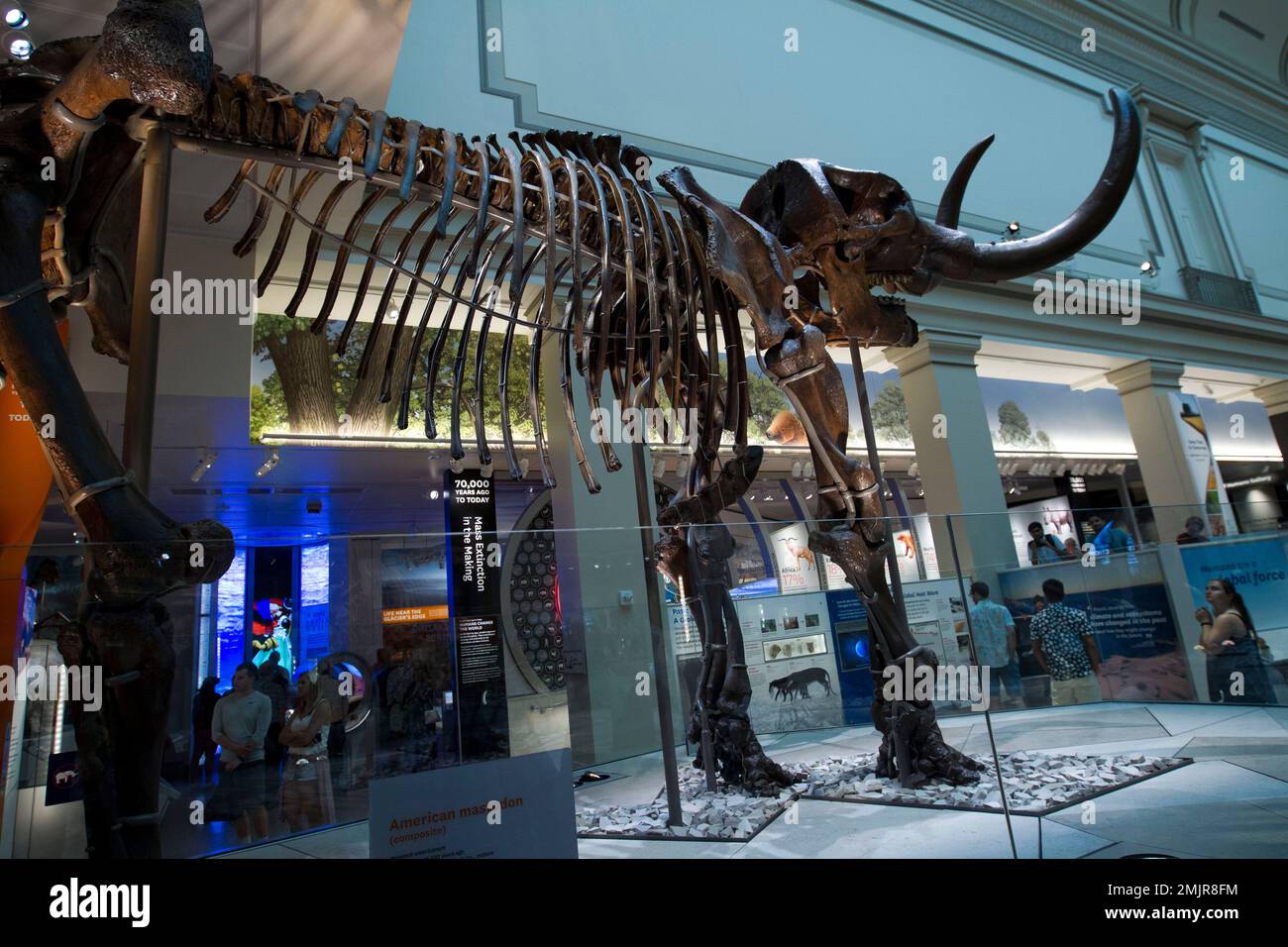 Visitors watch an American Mastodon during the Smithsonian's National ...