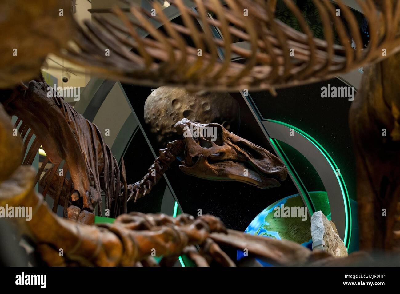A Tyrannosaurus rex skeleton is seen on display during the Smithsonian ...