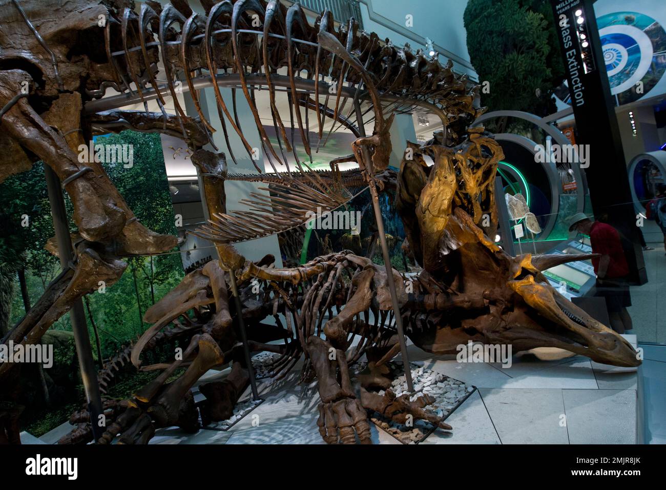A Tyrannosaurus rex skeleton is seen on display biting a Triceratops ...