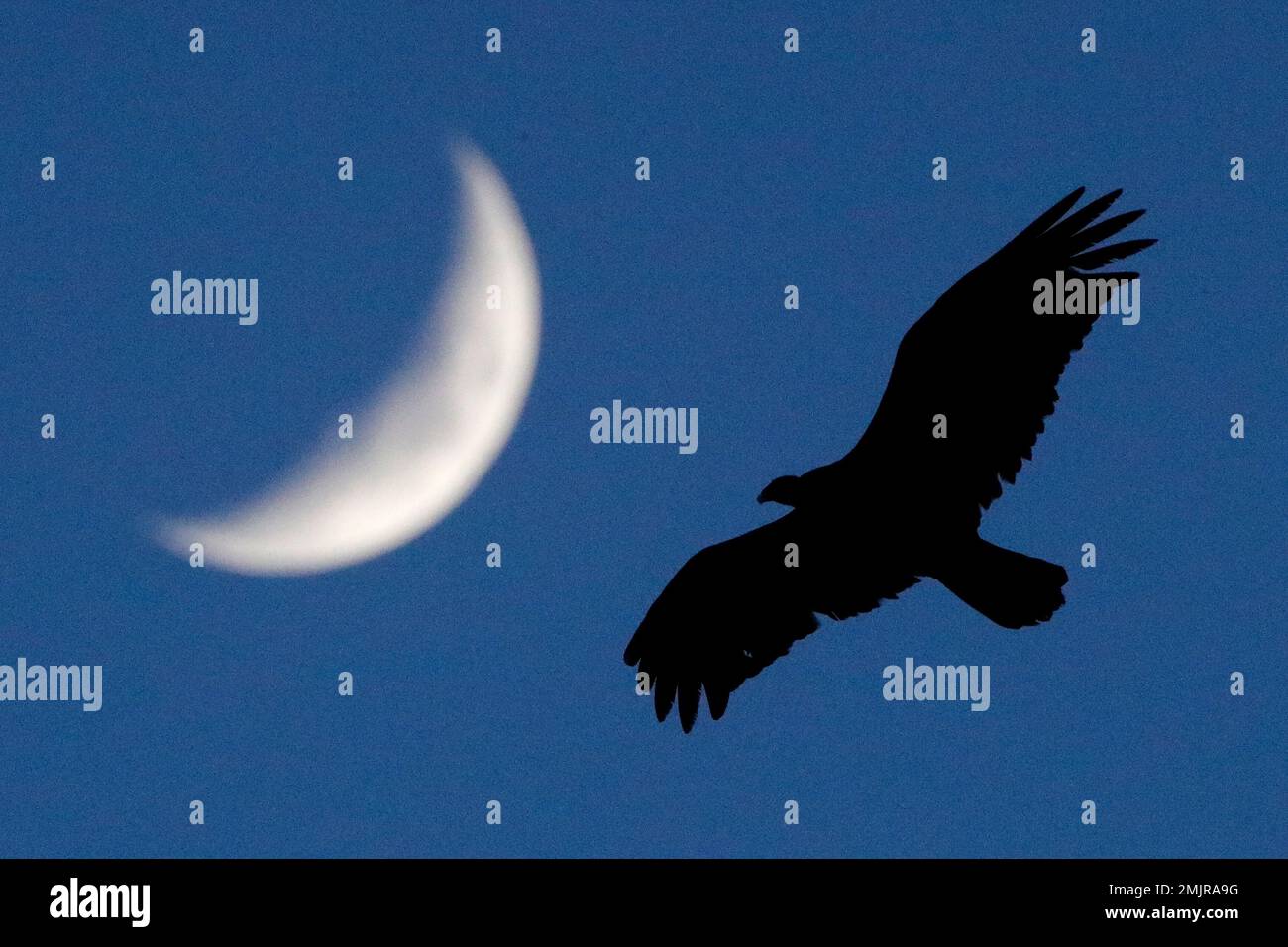 A crow soars as the crescent moon sets in the distance Friday, June 7 ...