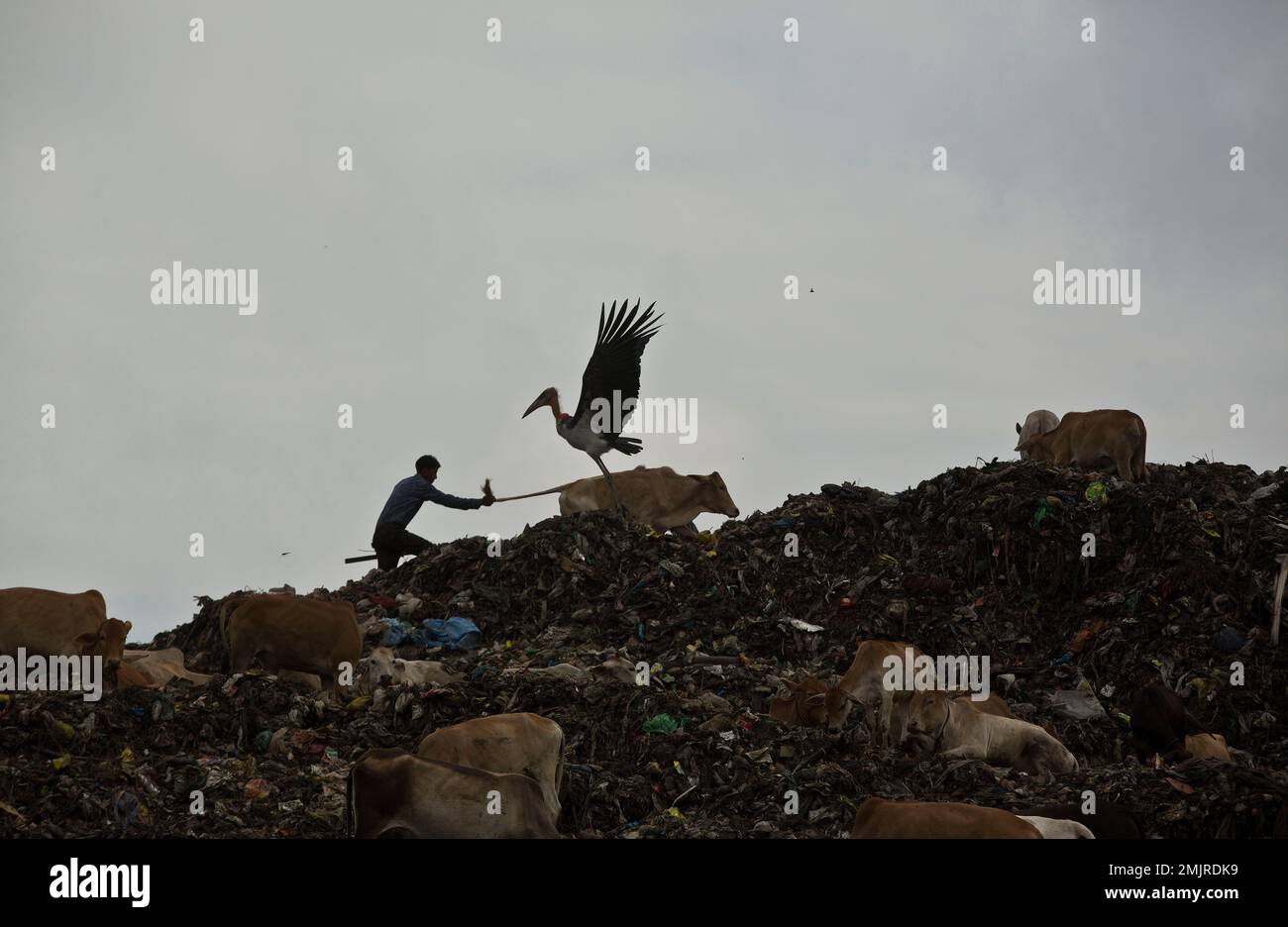 A ragpicker pulls the tail of a cow as a greater adjutant stork flies ...