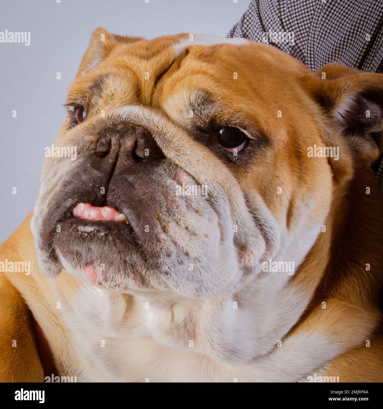 English puppy buldog in arms man Stock Photo - Alamy