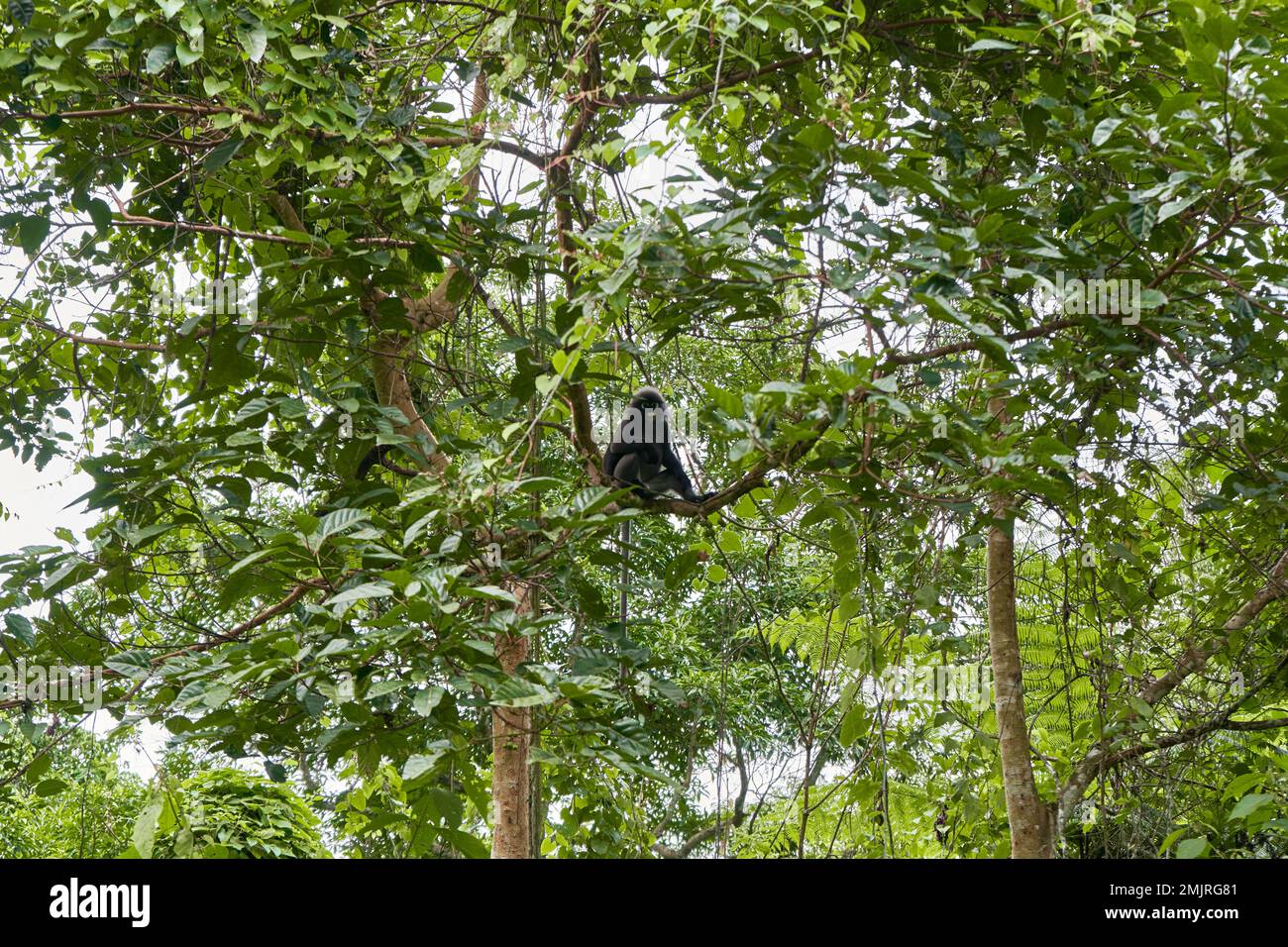 A wild monkey of the Langur breed on a tree branch in the dense jungle ...