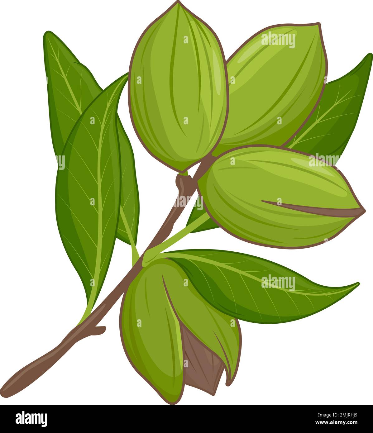 Pecan tree branch with nuts on white background. Vector illustration ...