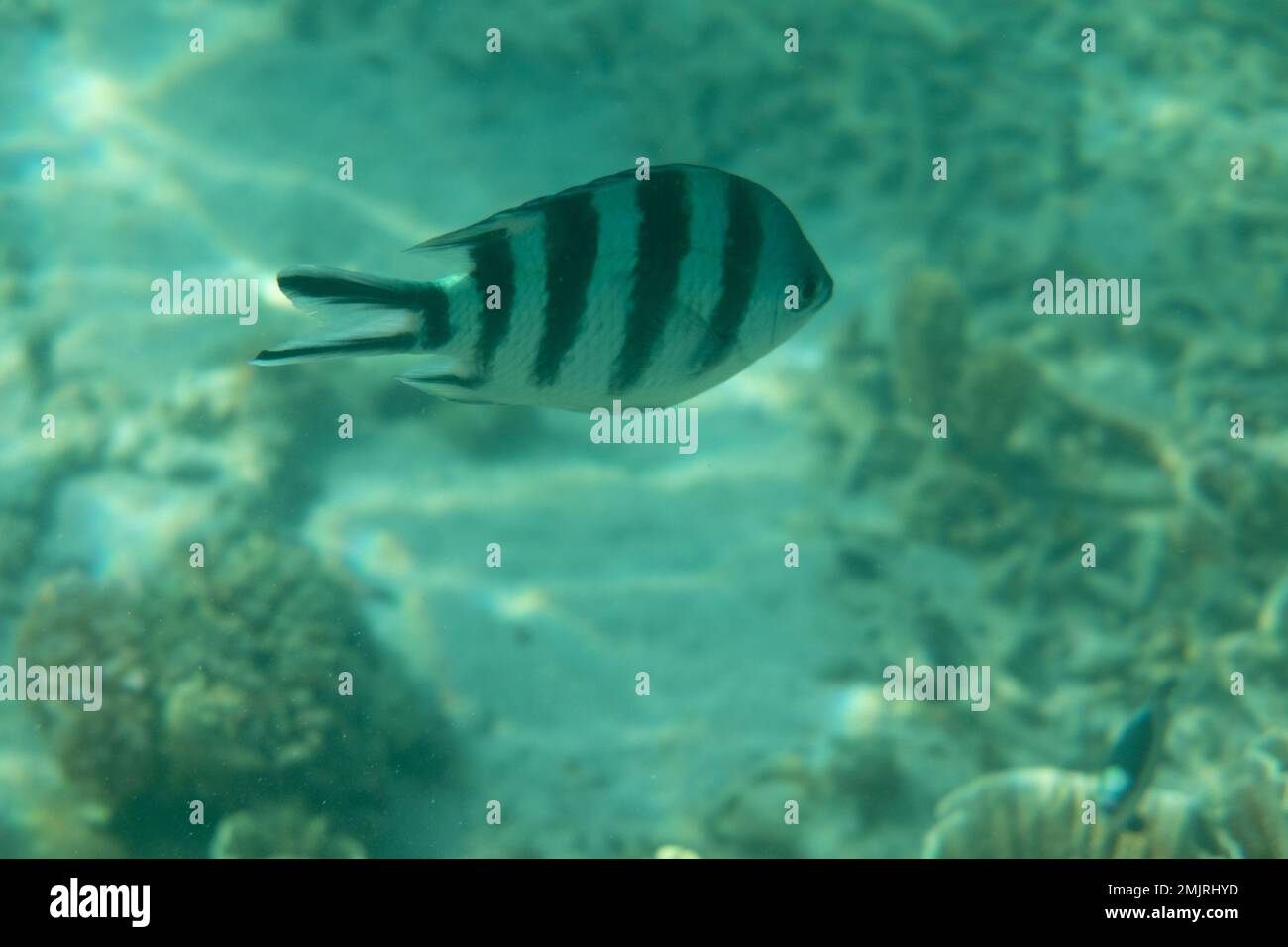 sea ocean fish coral reef in the tropical western Pacific Stock Photo ...