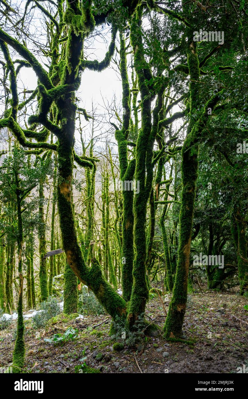 Trees with intertwined branches in a mountain forest covered with green ...