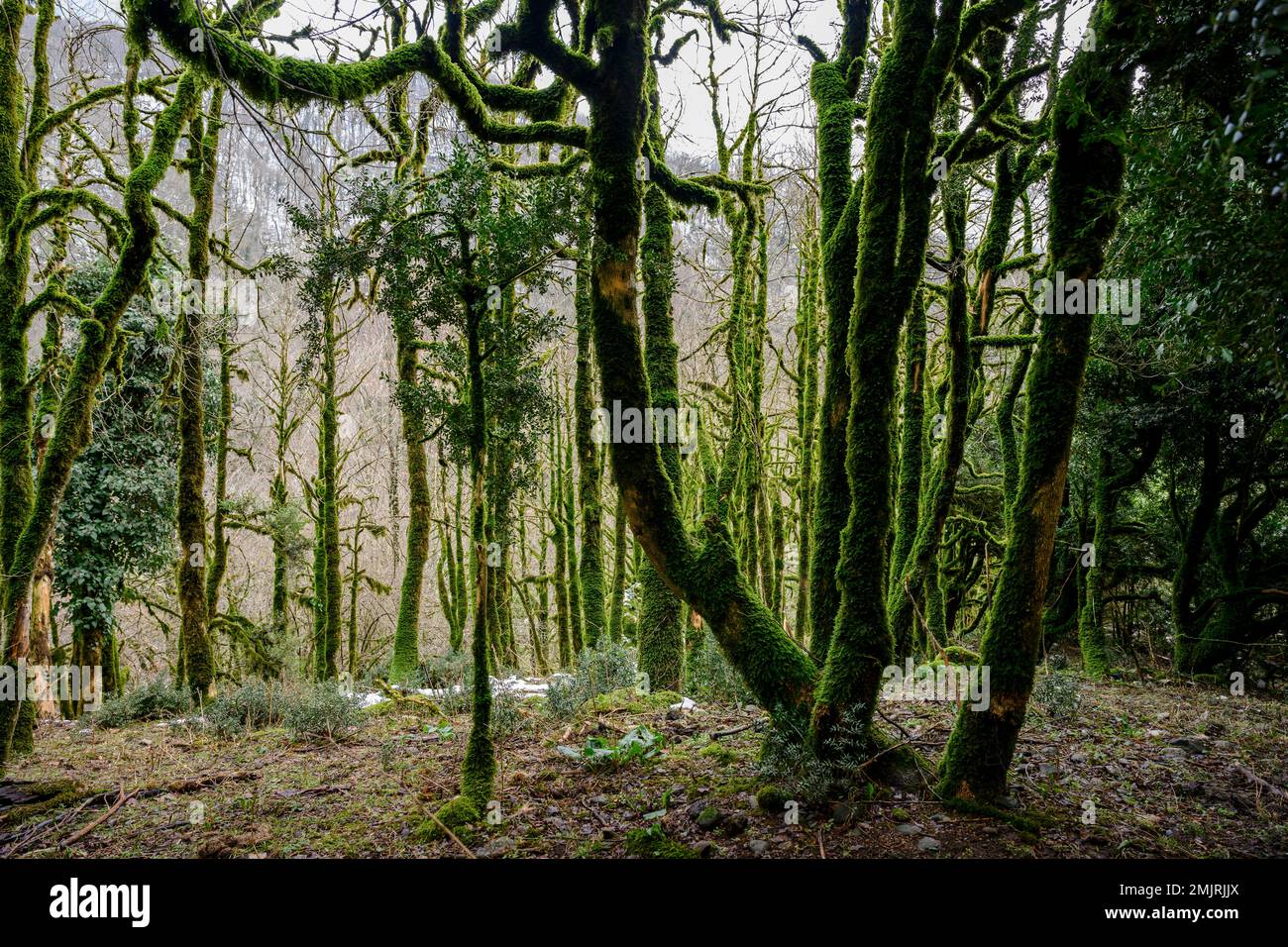 Trees with intertwined branches in a mountain forest covered with green ...