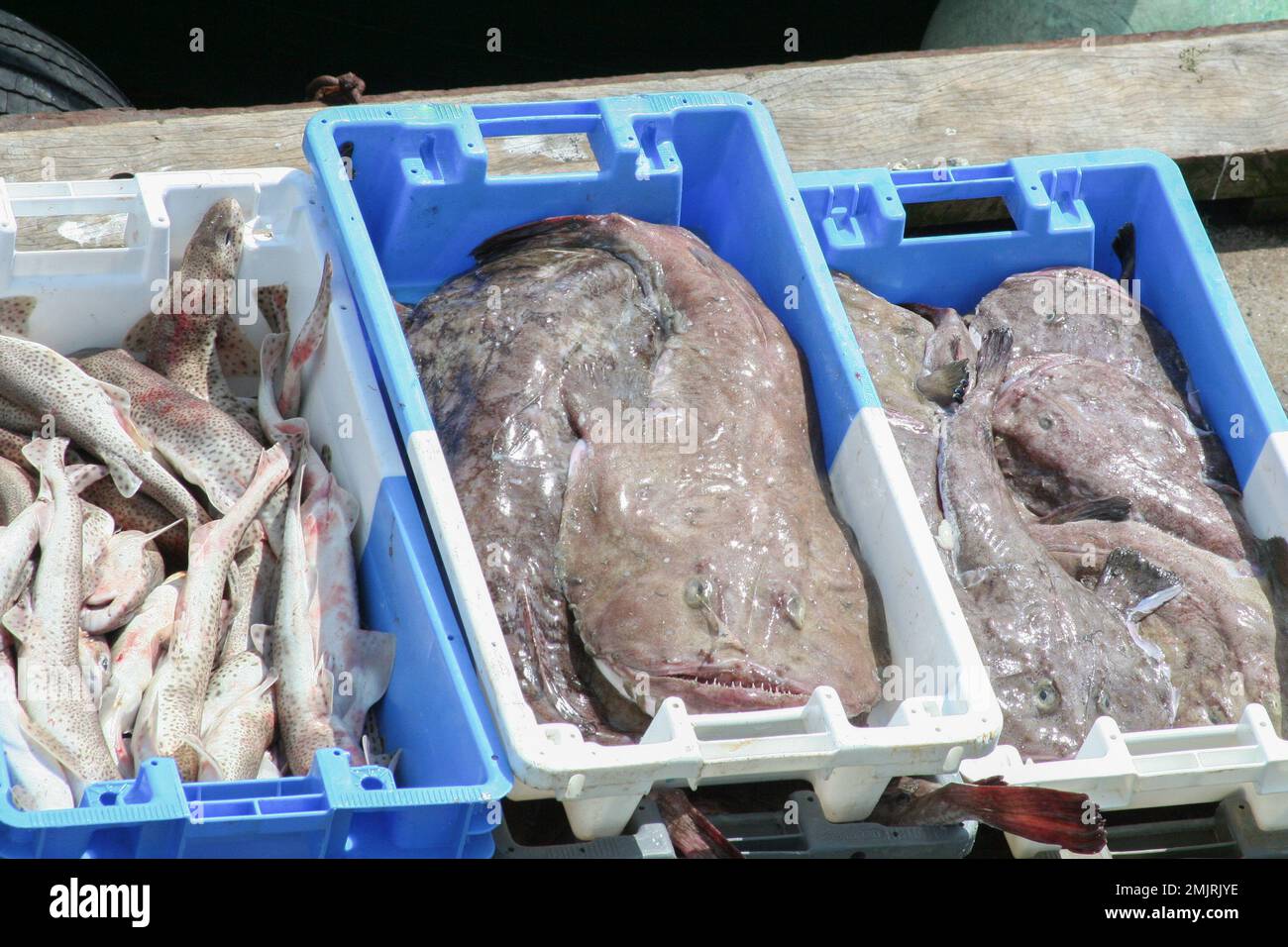 Fresh catch of fish in blue and white containers on fishing boat Stock ...
