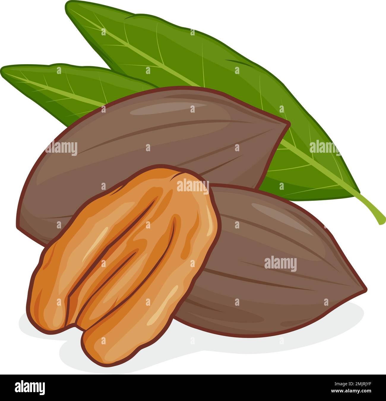 Pecan nuts on white background. Vector illustration Stock Vector Image ...