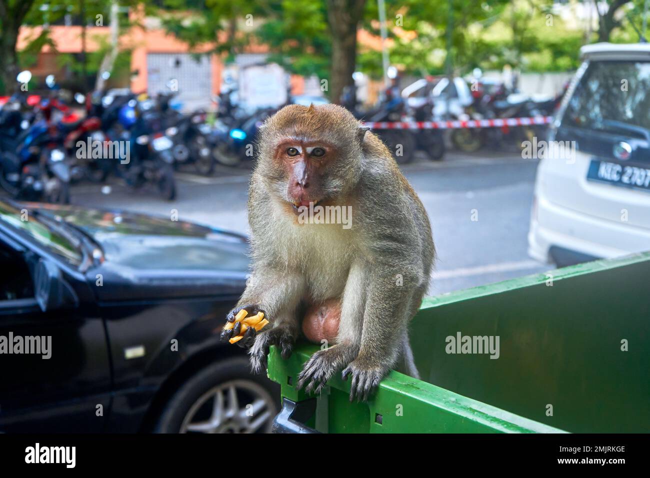 Monkey filmed hi-res stock photography and images - Alamy