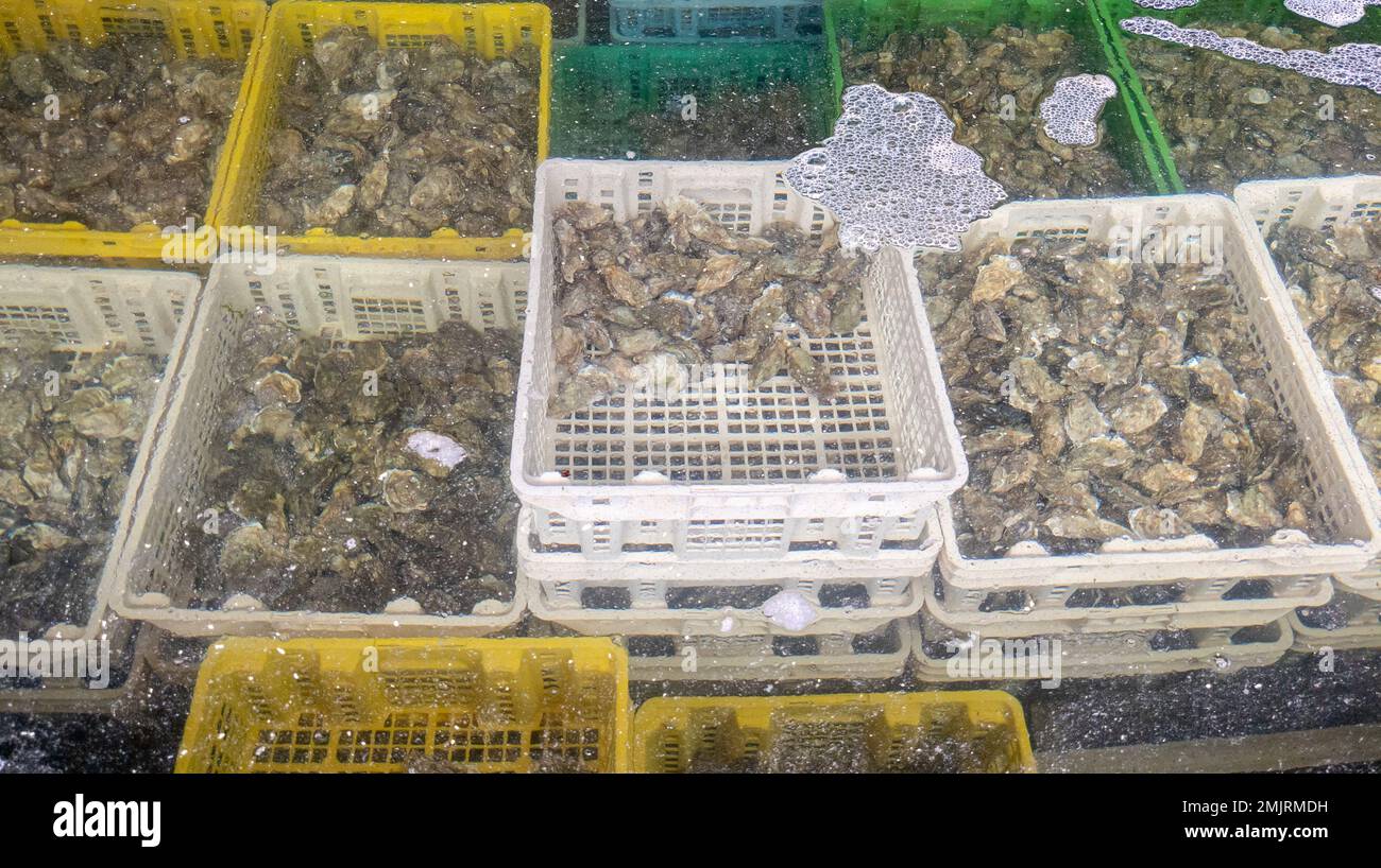 Oyster shuck and oysters in boxes in pool water Stock Photo - Alamy