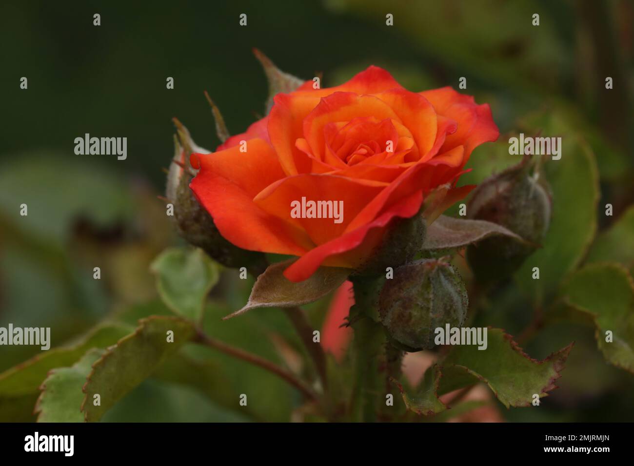 beautiful orange rose in the garden Stock Photo - Alamy