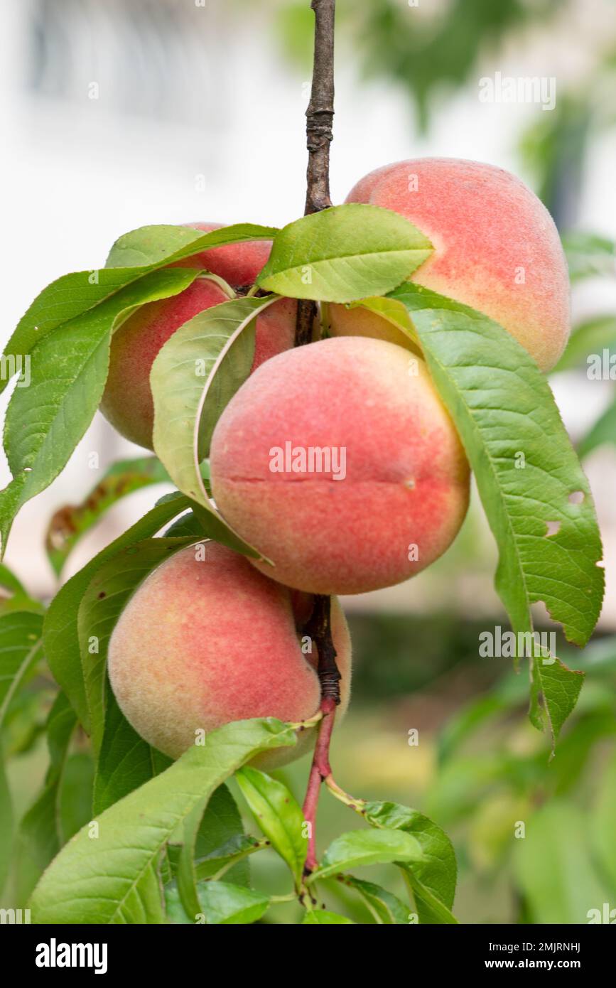Freestone peaches hi-res stock photography and images - Alamy