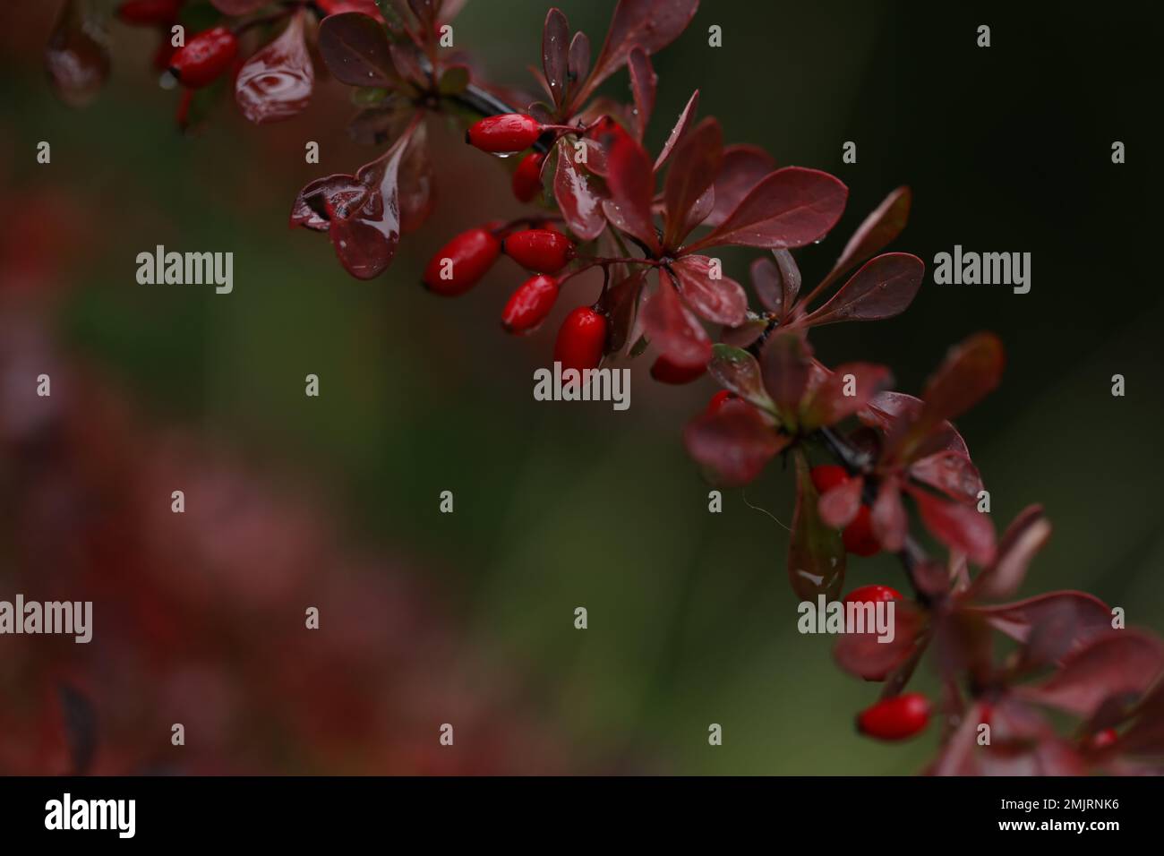 Berberis thunbergii. Berries on the branch Stock Photo - Alamy