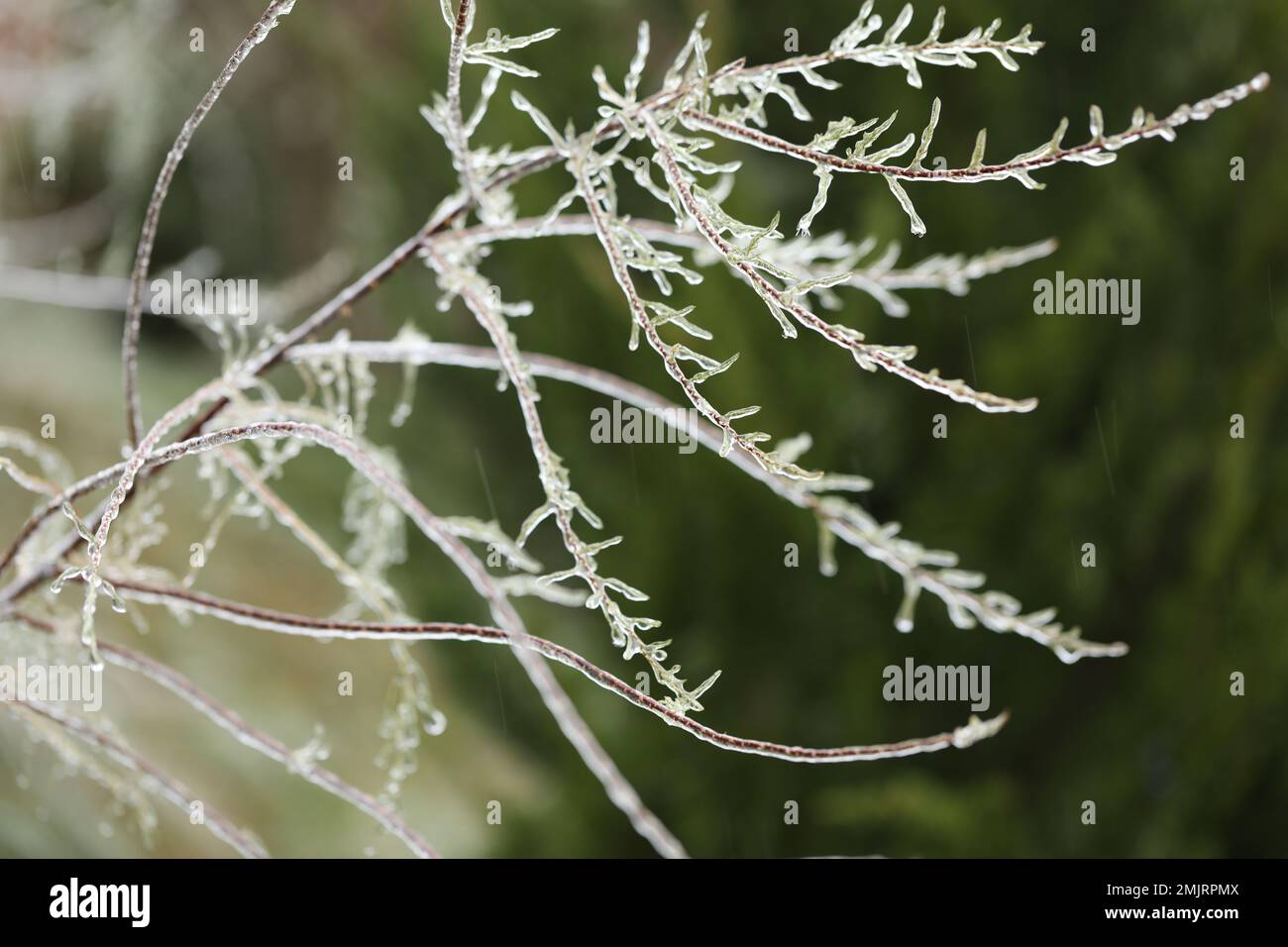 Raine hi-res stock photography and images - Alamy