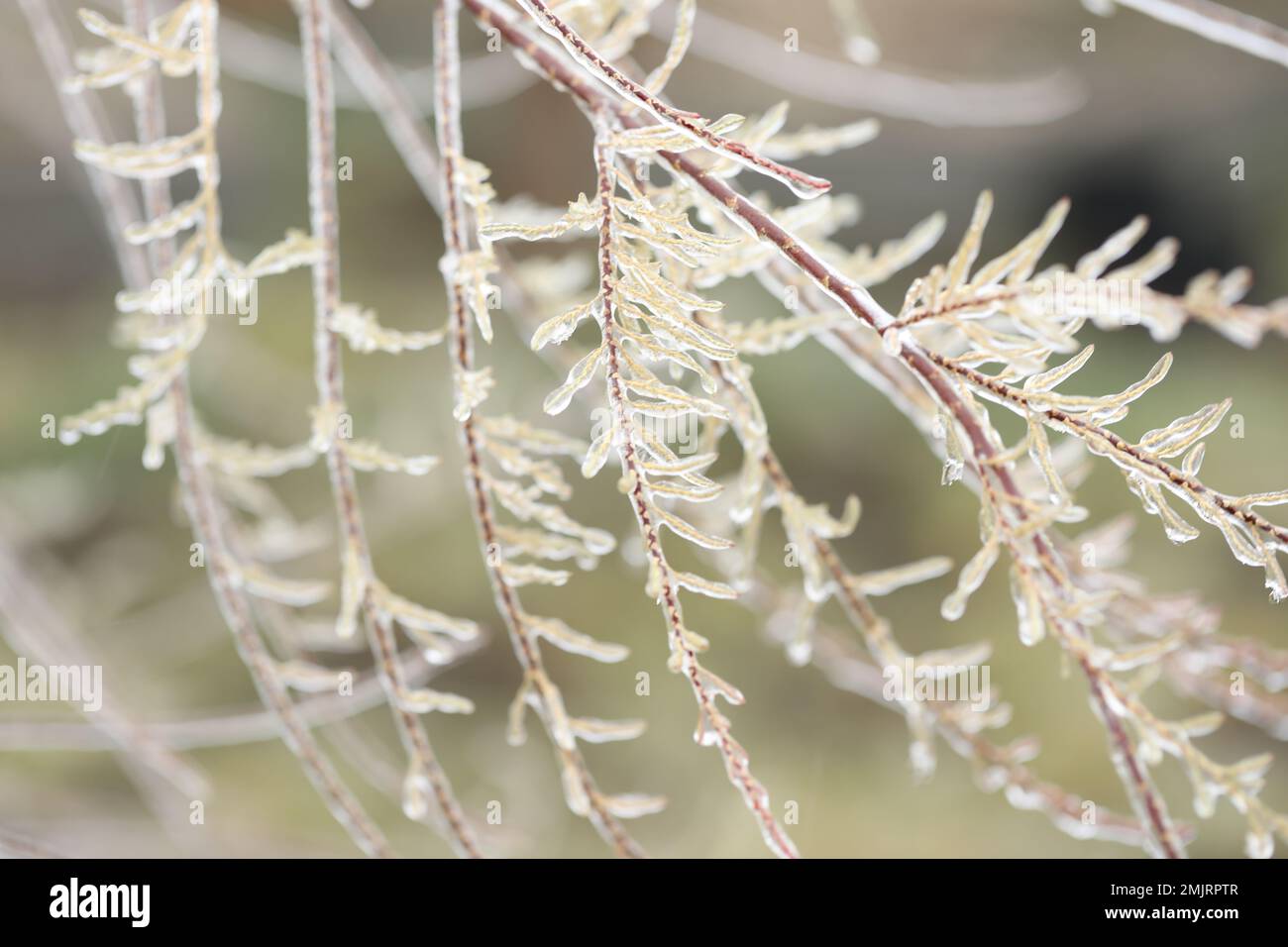 Raine hi-res stock photography and images - Alamy