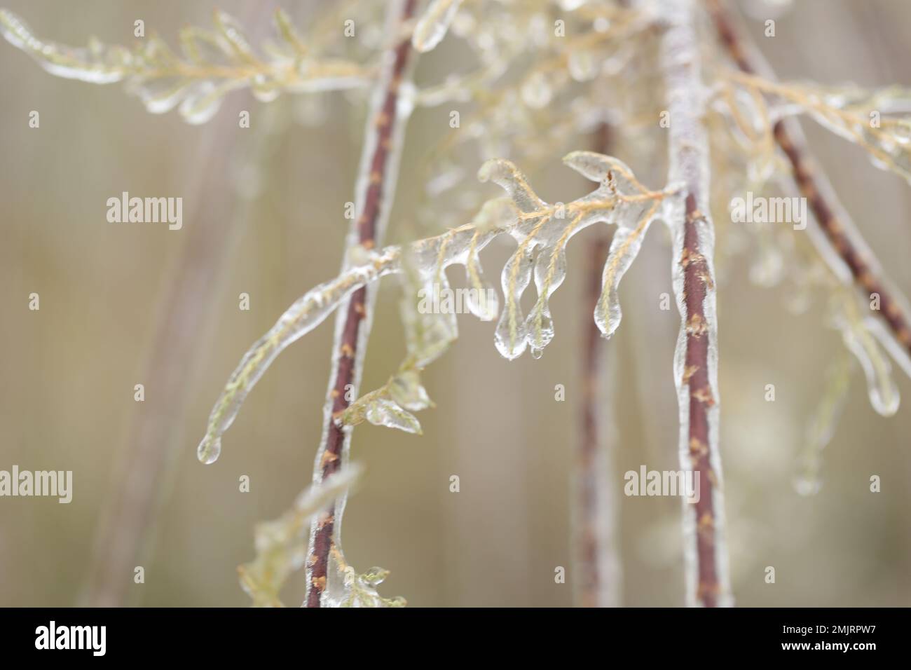 Raine hi-res stock photography and images - Alamy