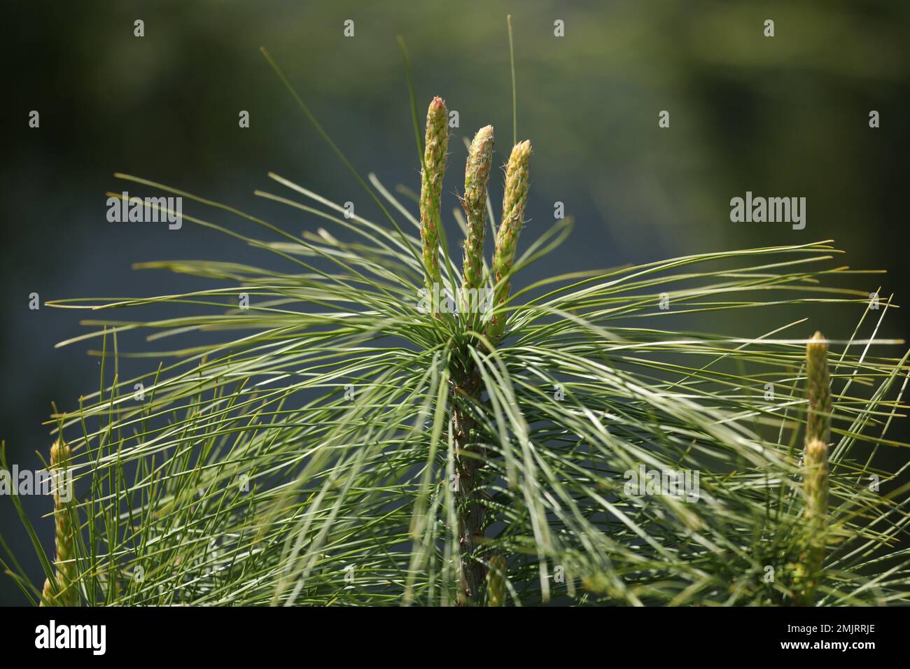 young branch of Pinus strobus close up Stock Photo - Alamy