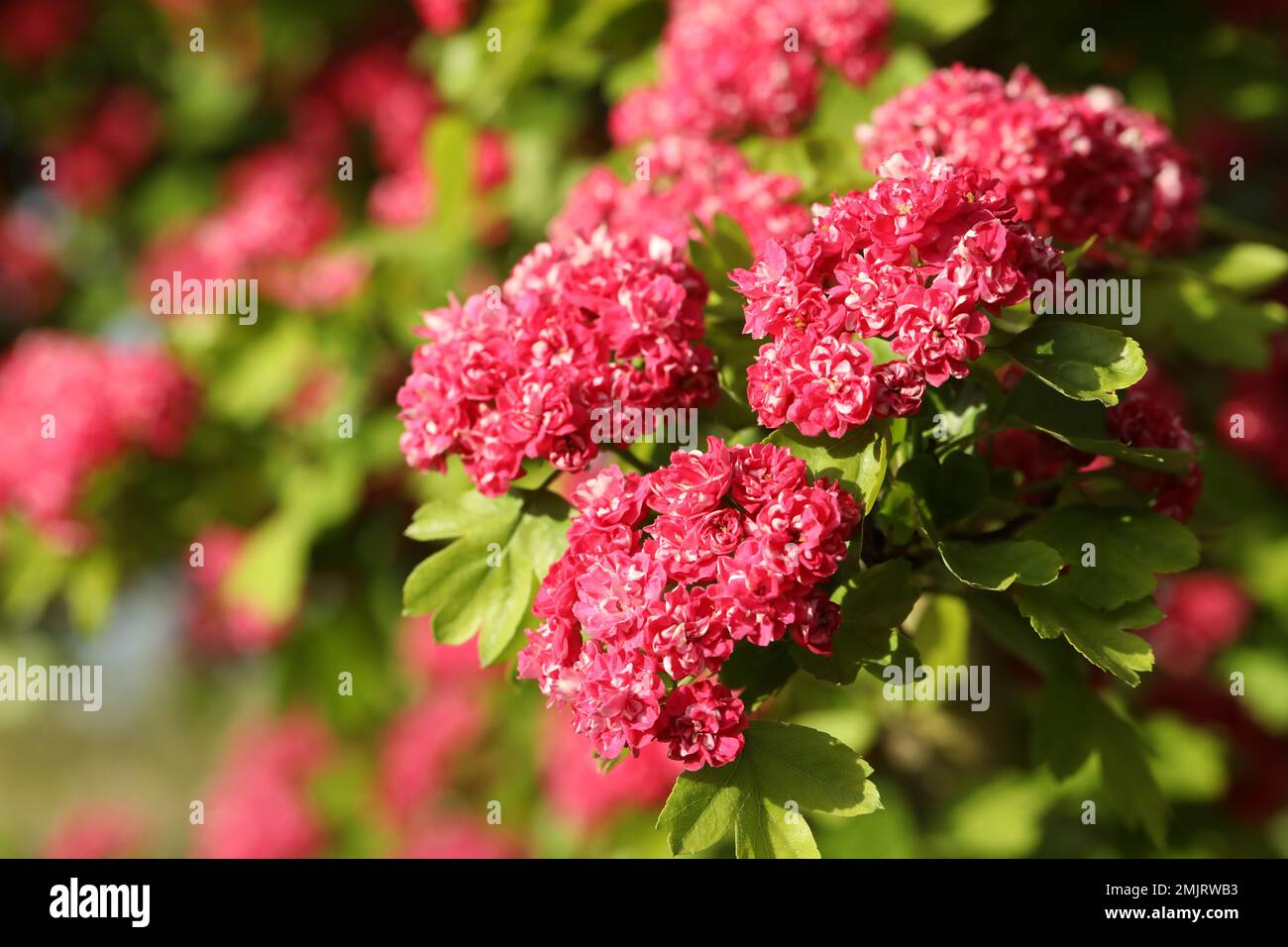 Branch hawthorn Paul Scarlett in spring blossom Stock Photo - Alamy