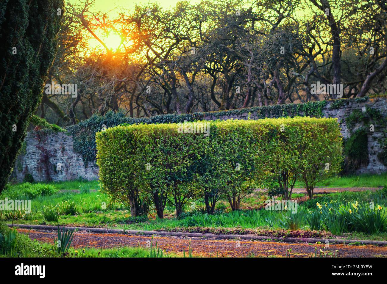 Irish hedge plant hi-res stock photography and images - Alamy